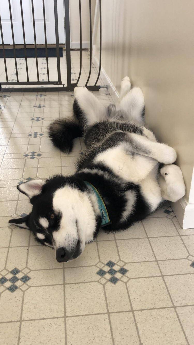Floofy boy refuses to use his puppy bed | Scrolller