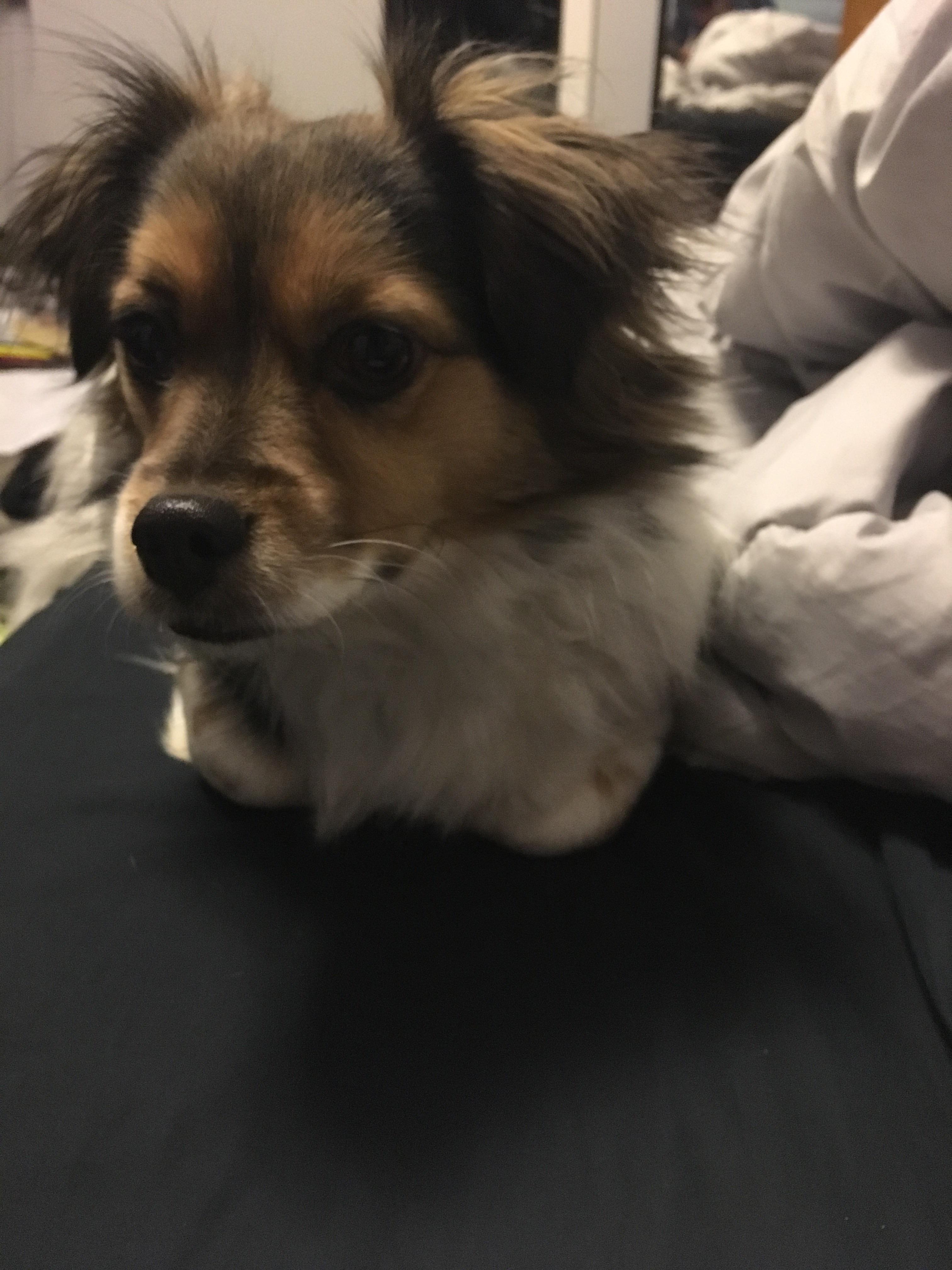 Floofy loaf begging for food. | Scrolller