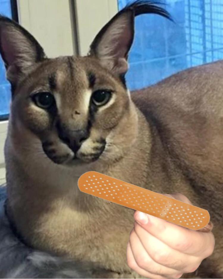 floppa offers a bandaid | Scrolller