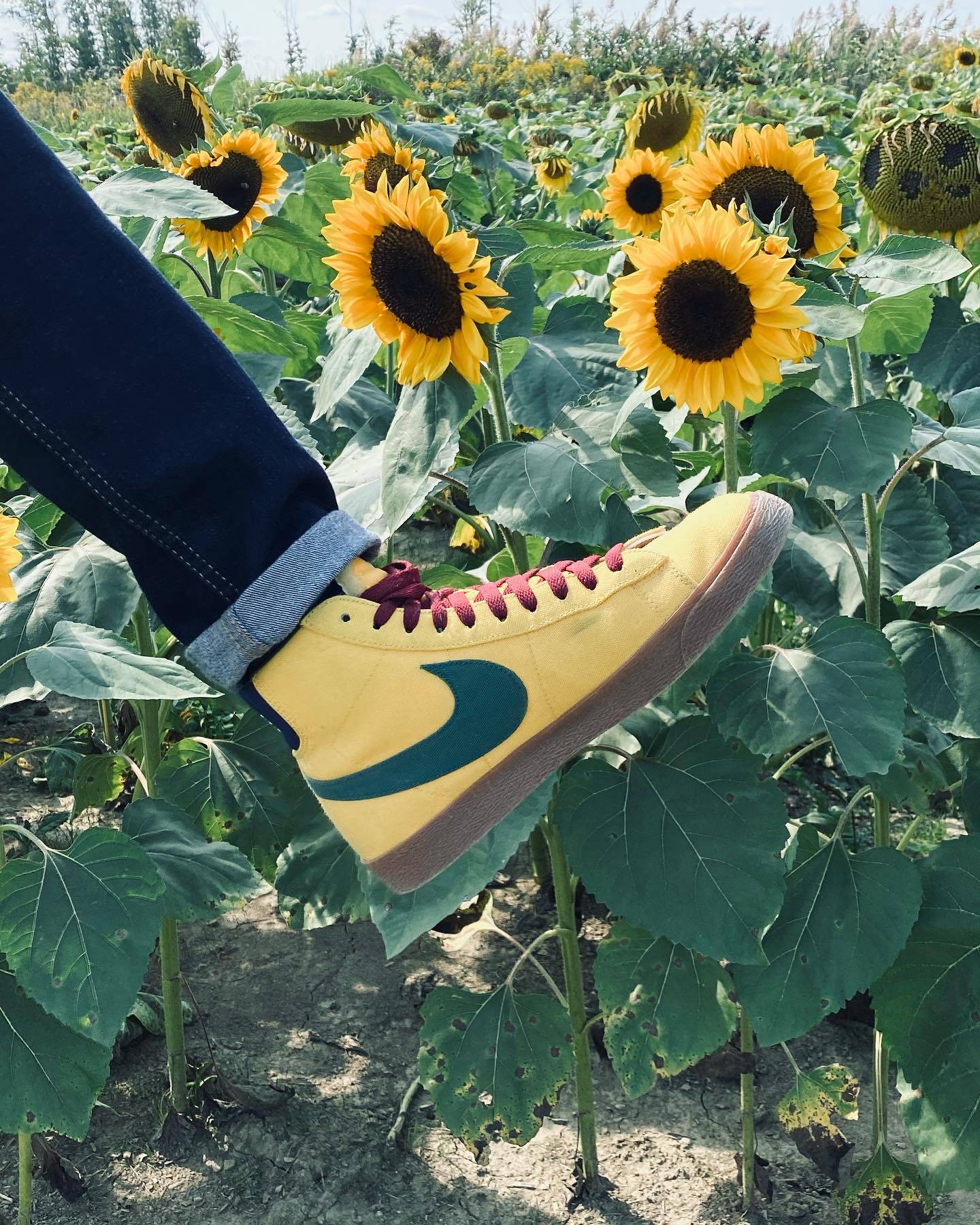 Flower Boy | Scrolller