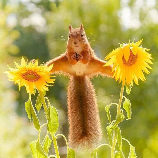 Flower Cross Split Squirrel Attack! | Scrolller
