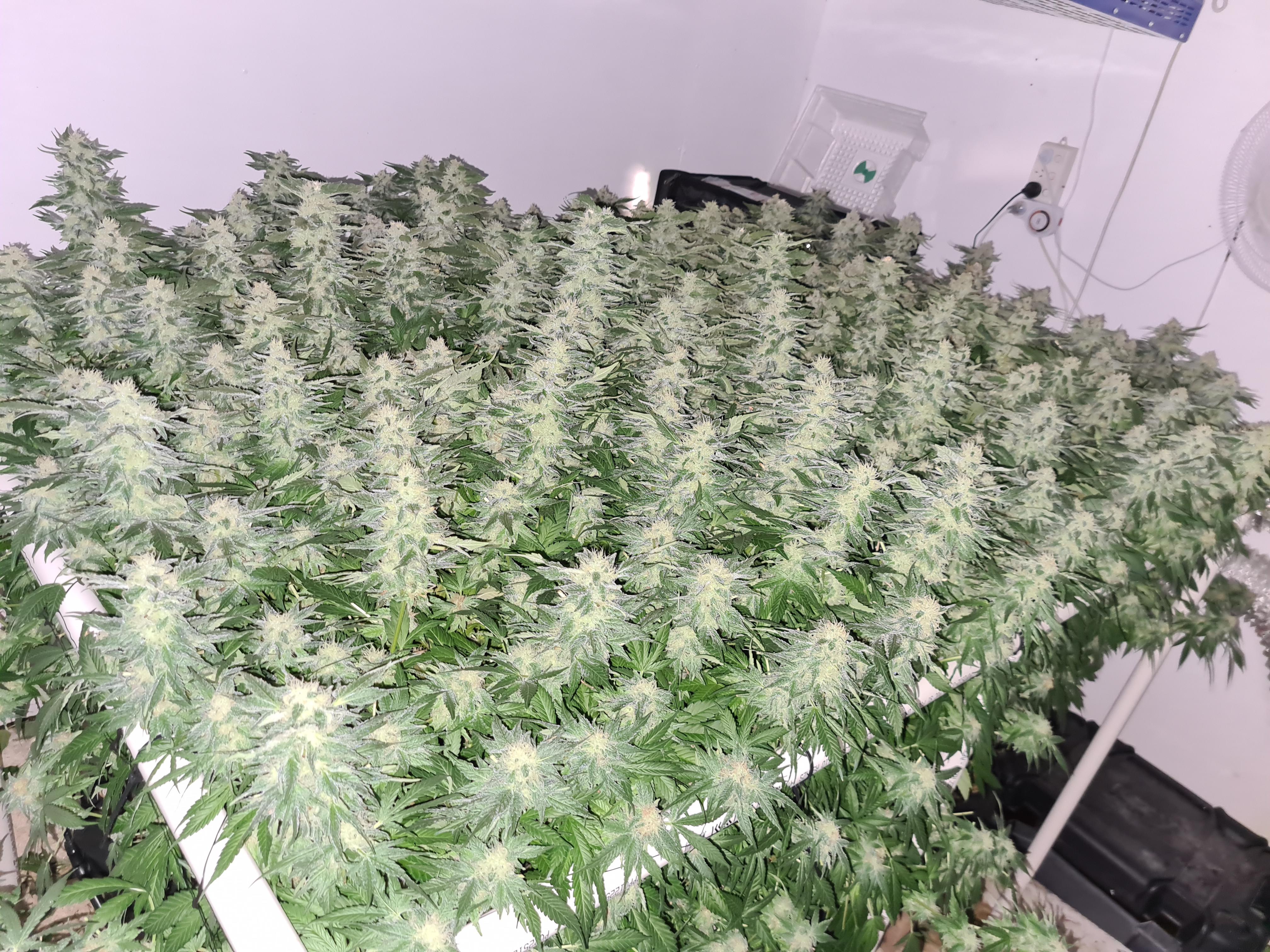 Flower day 63. #AusGrowers | Scrolller