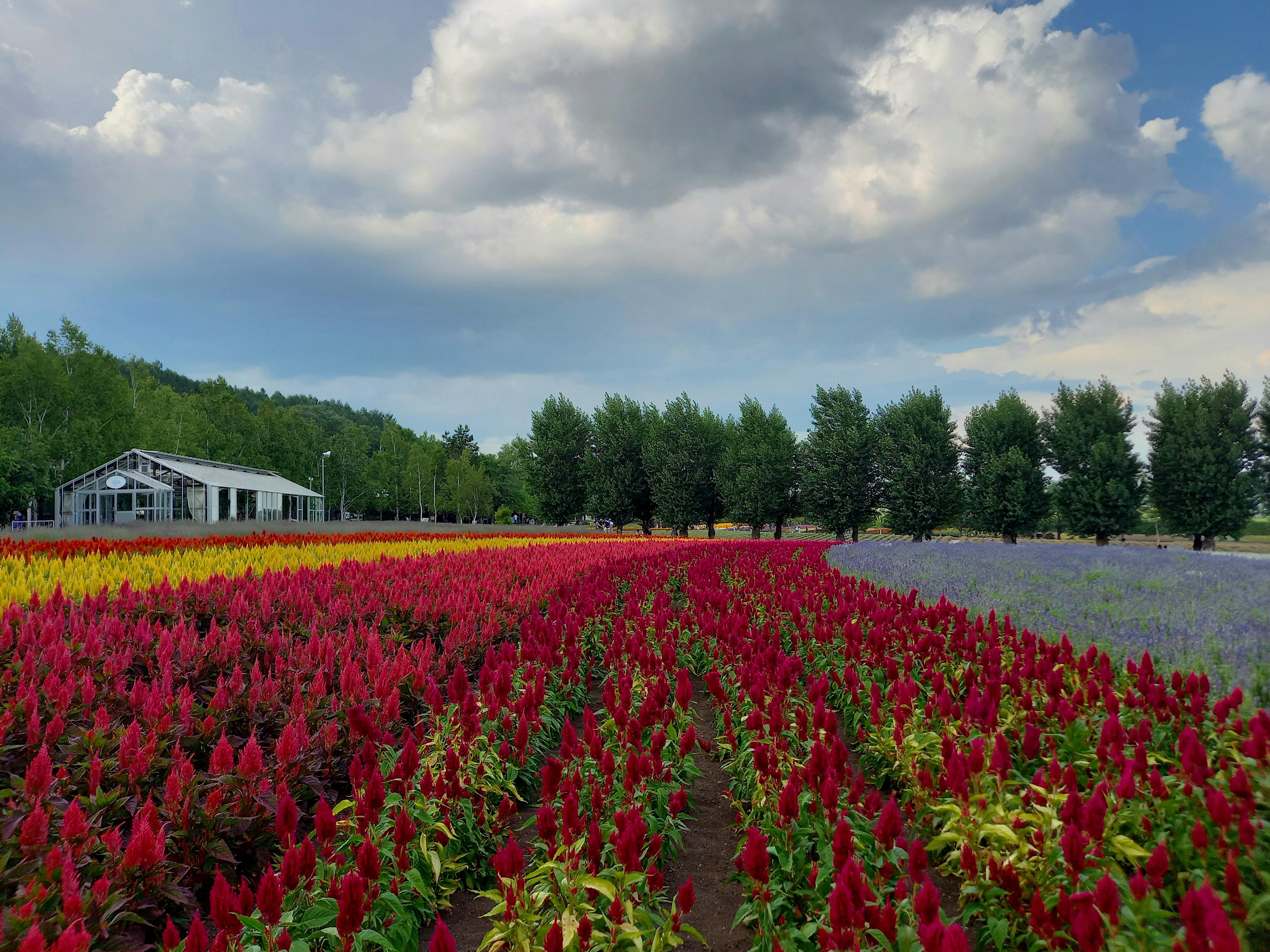 Flower fields if Farm Tomita, Nakafurano, Hokkaido. | Scrolller