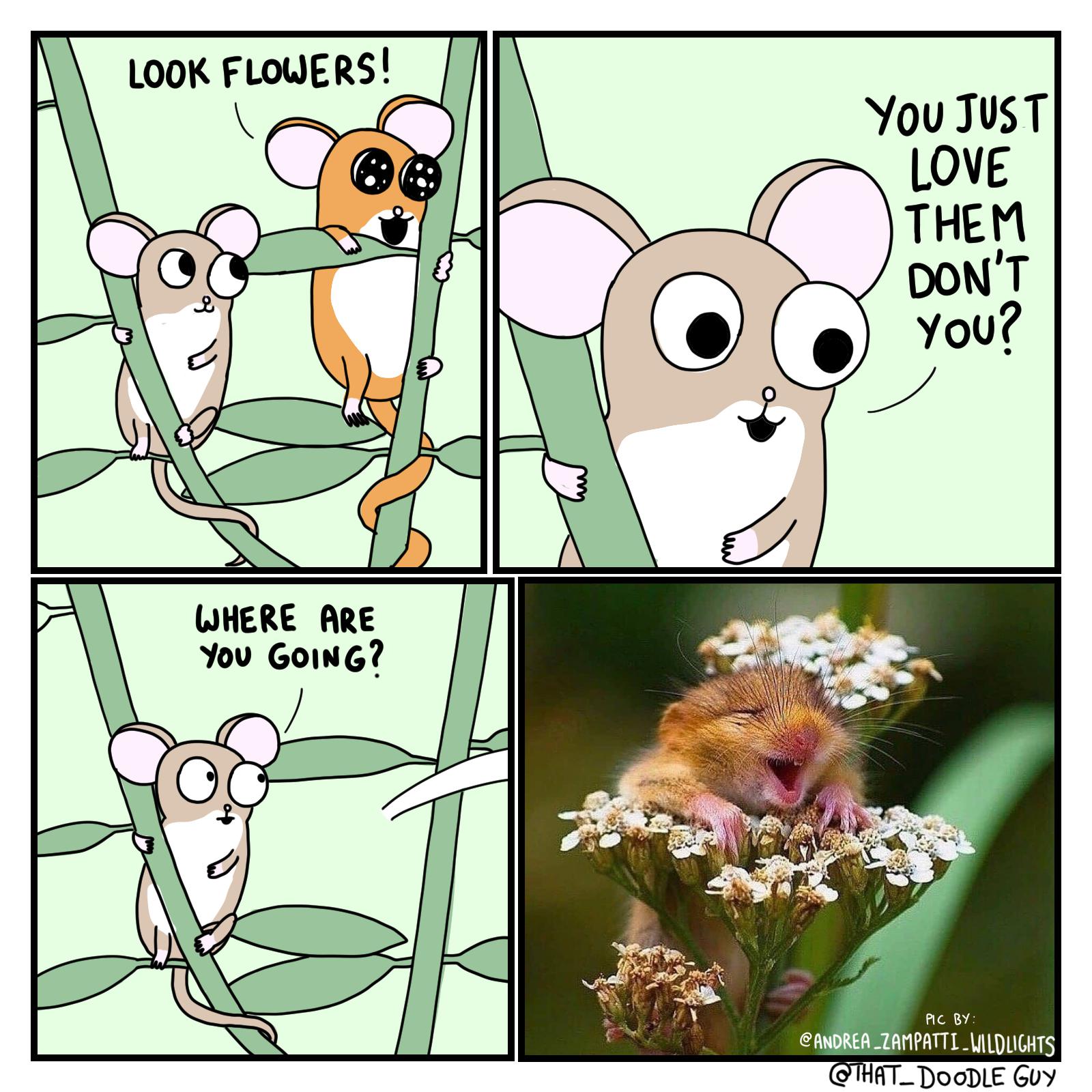 Flowers [OC] | Scrolller