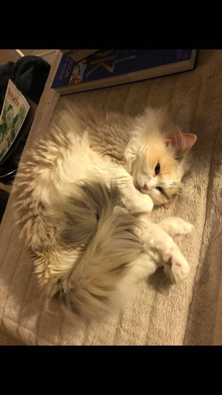 Fluffball always crossing her legs! | Scrolller