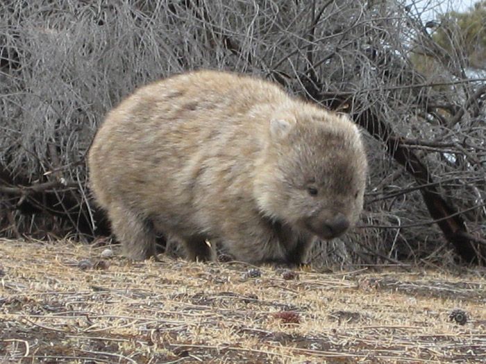 Fluffy Scrolller