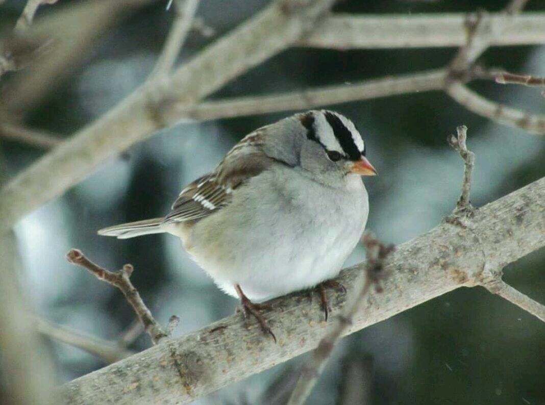Fluffy-ass white-crowned sparrow | Scrolller
