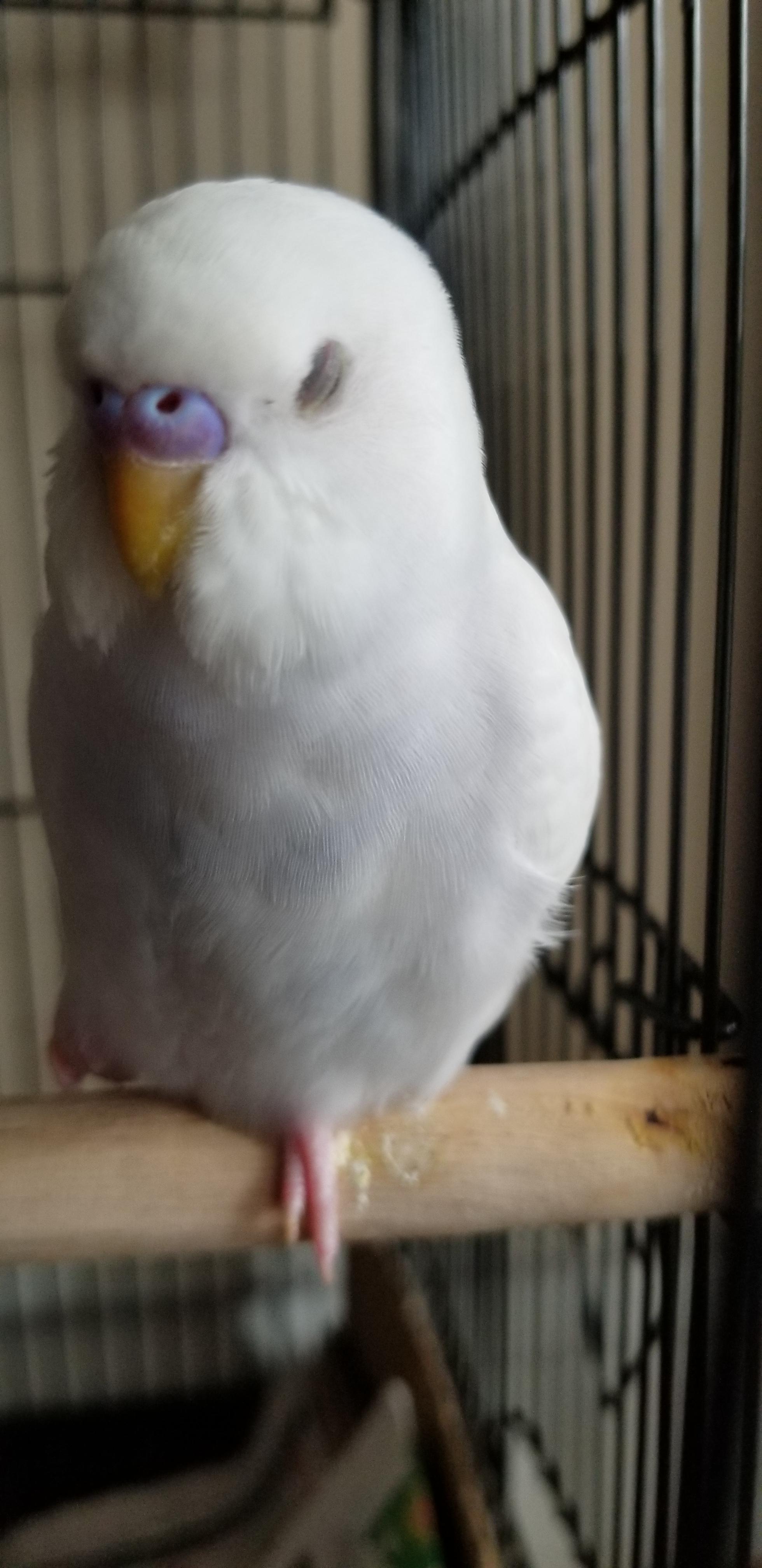 Fluffy birb | Scrolller