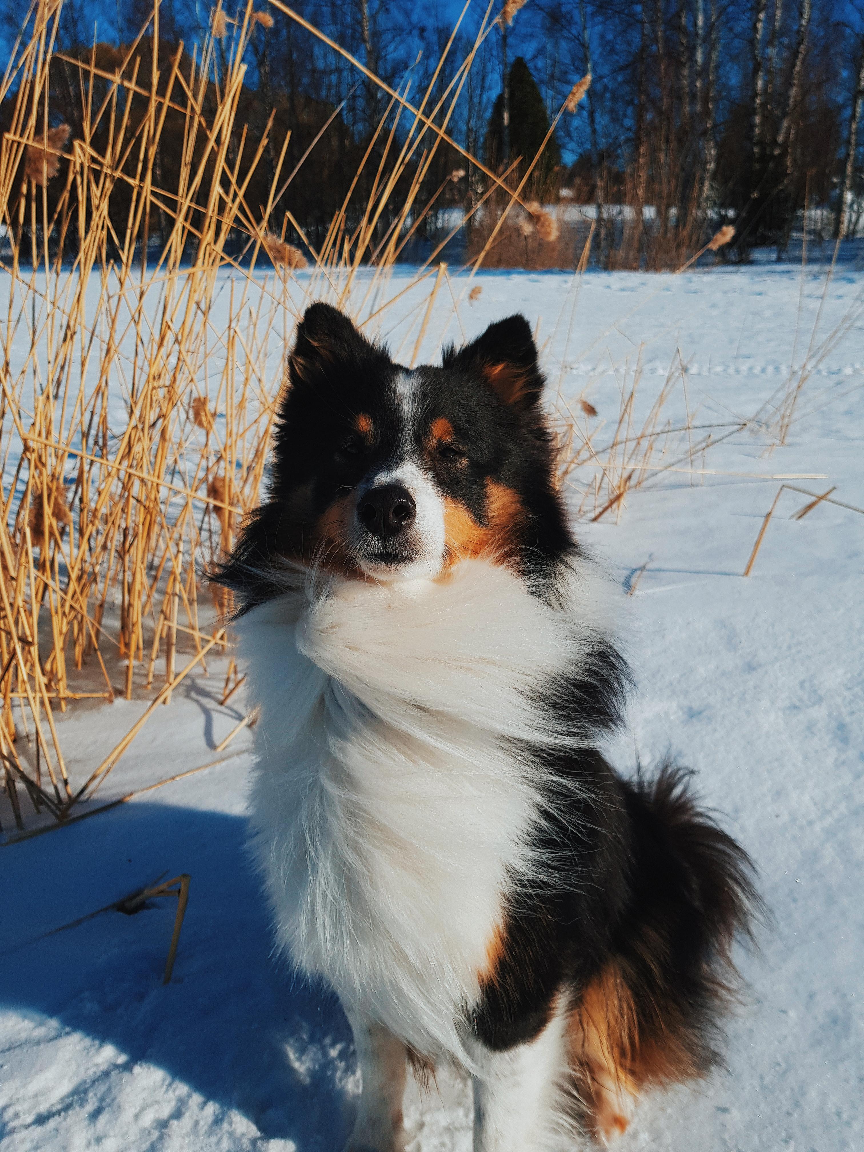 Fluffy butt club | Scrolller