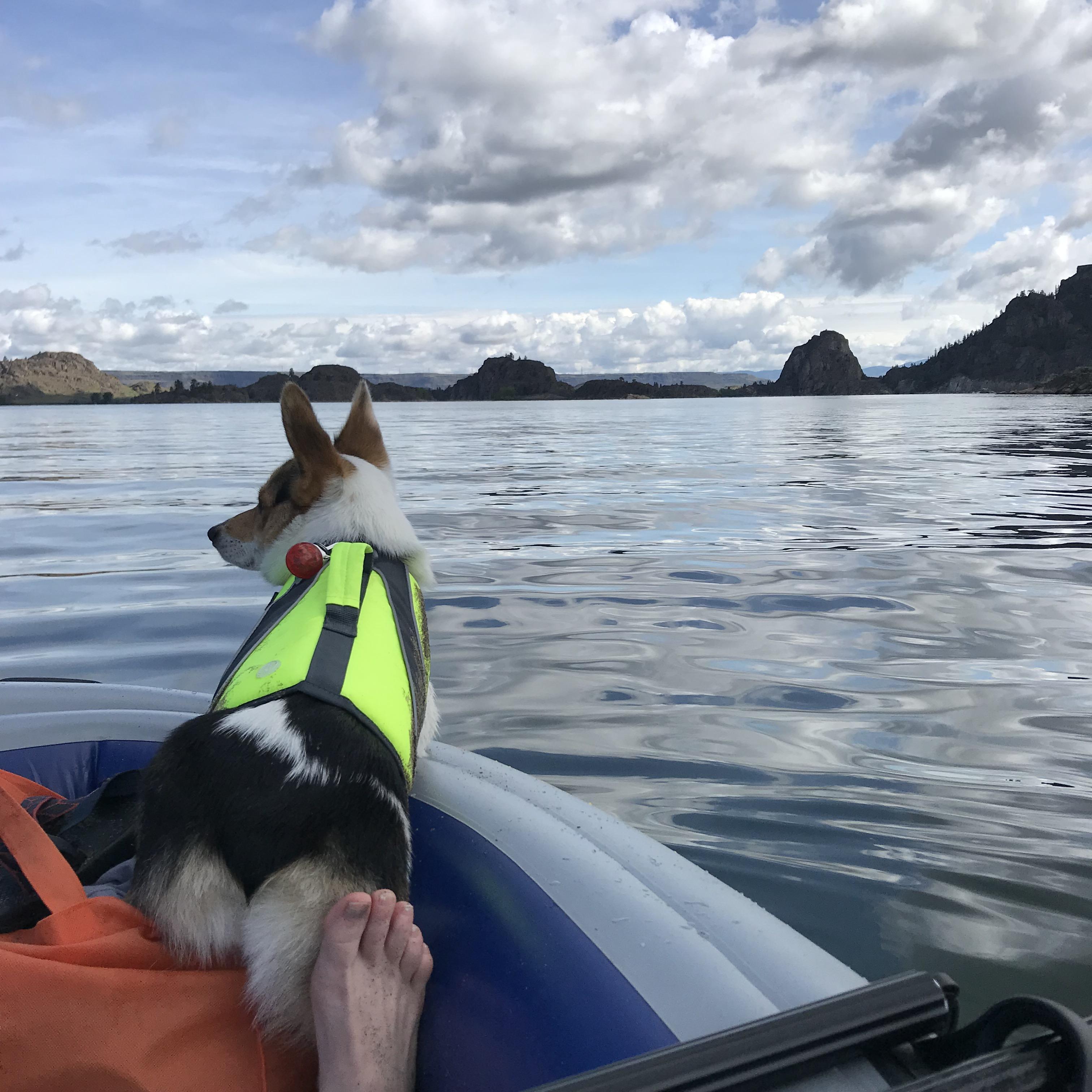 Fluffy Butt on a Boat | Scrolller