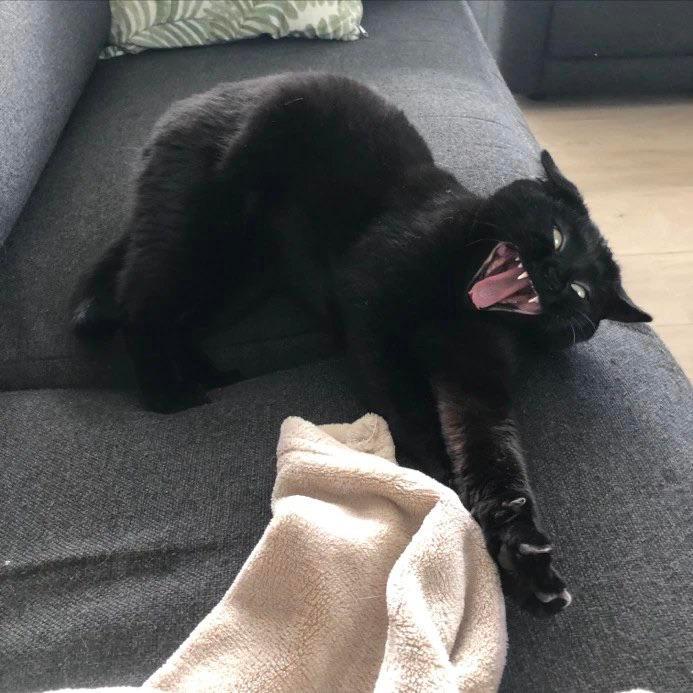 Fluffy demon | Scrolller