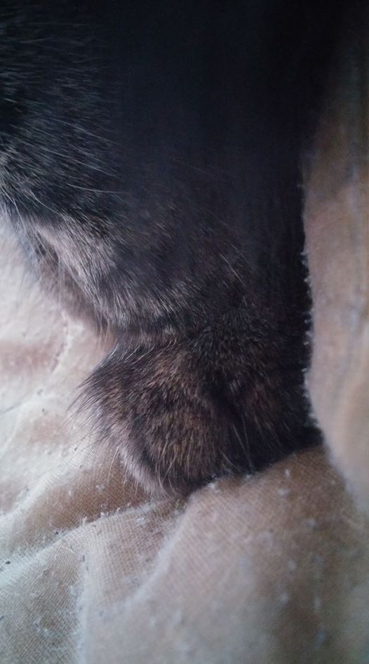 Fluffy Kitty Paws | Scrolller