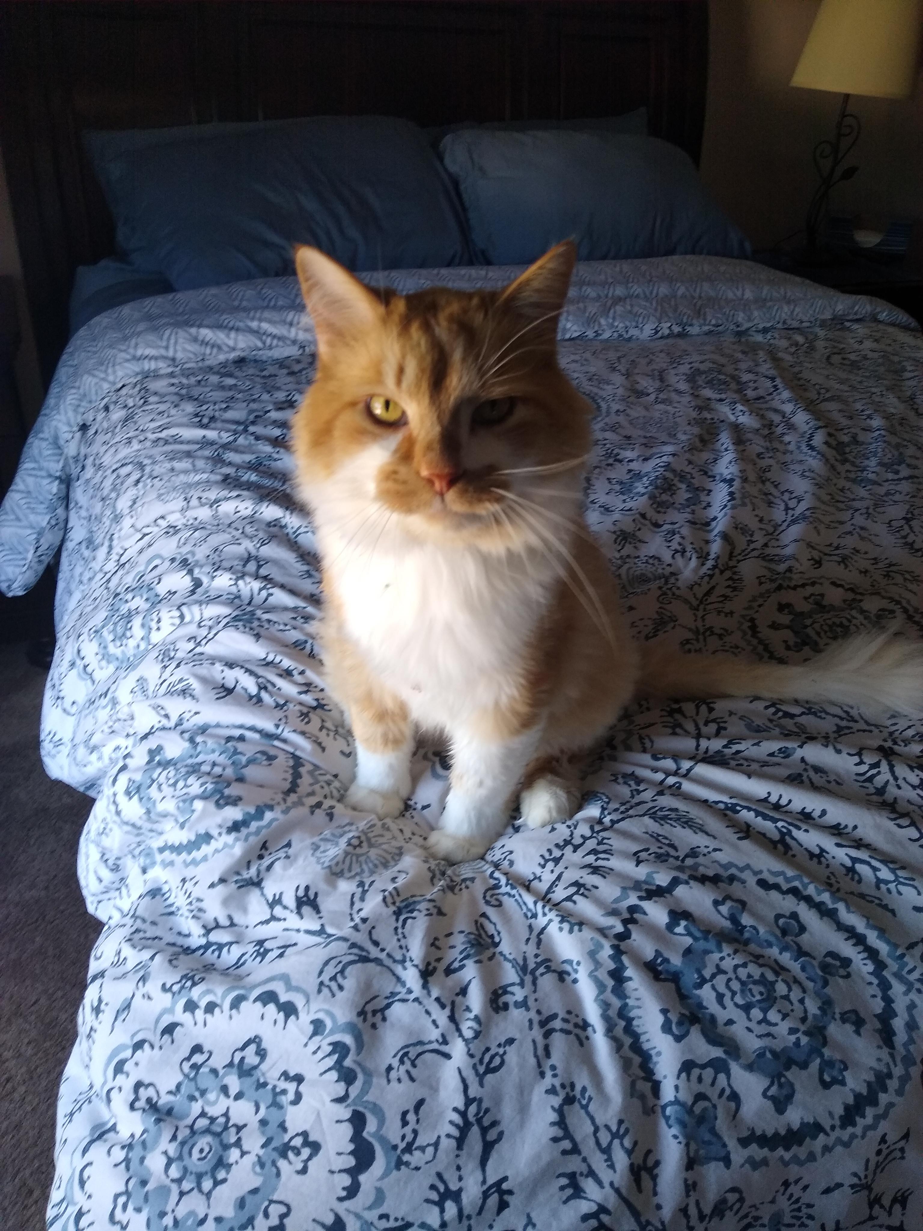 Fluffy lion boi jade | Scrolller