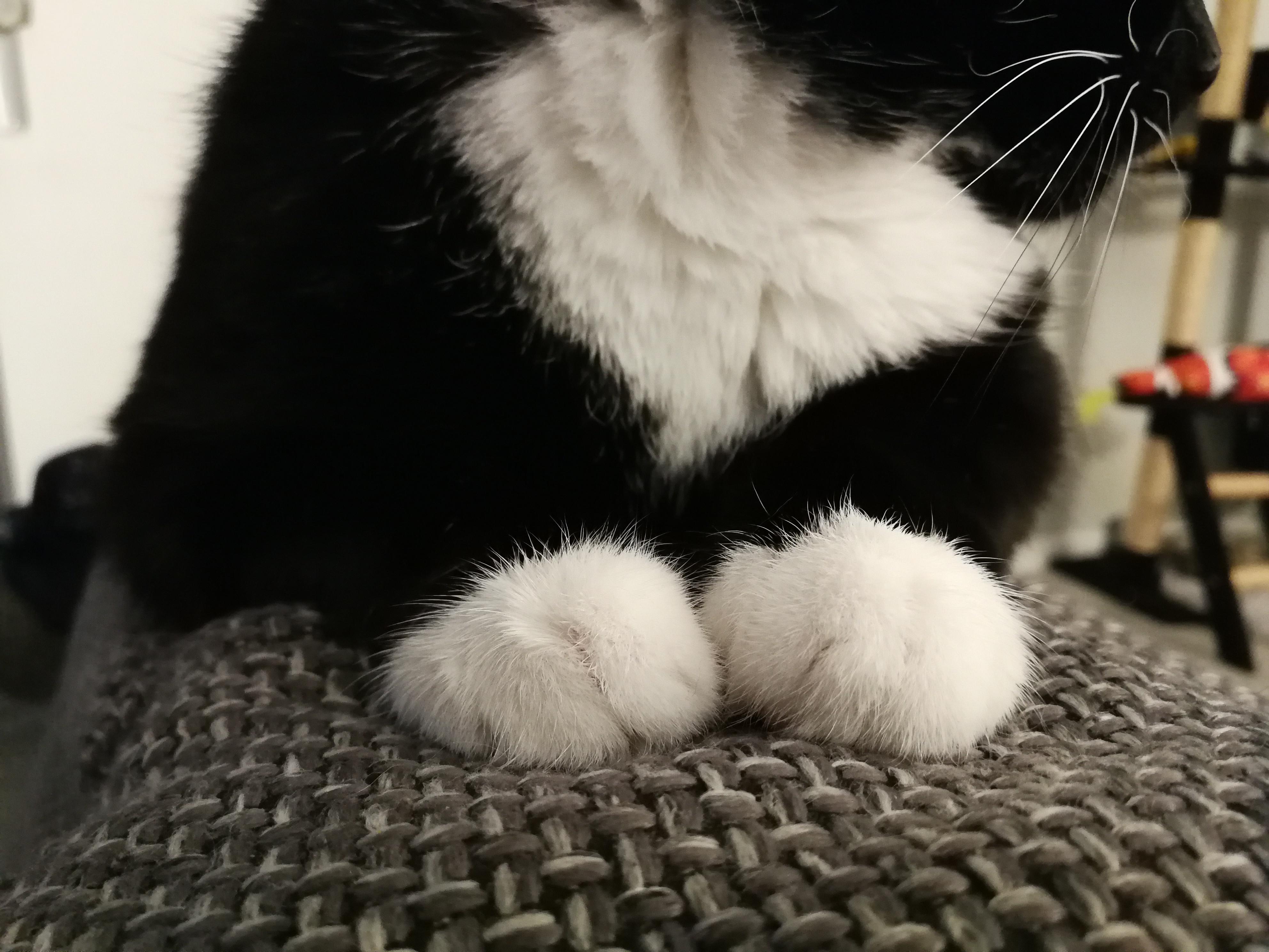 Fluffy paws | Scrolller