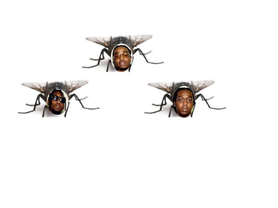 Fly Migos | Scrolller