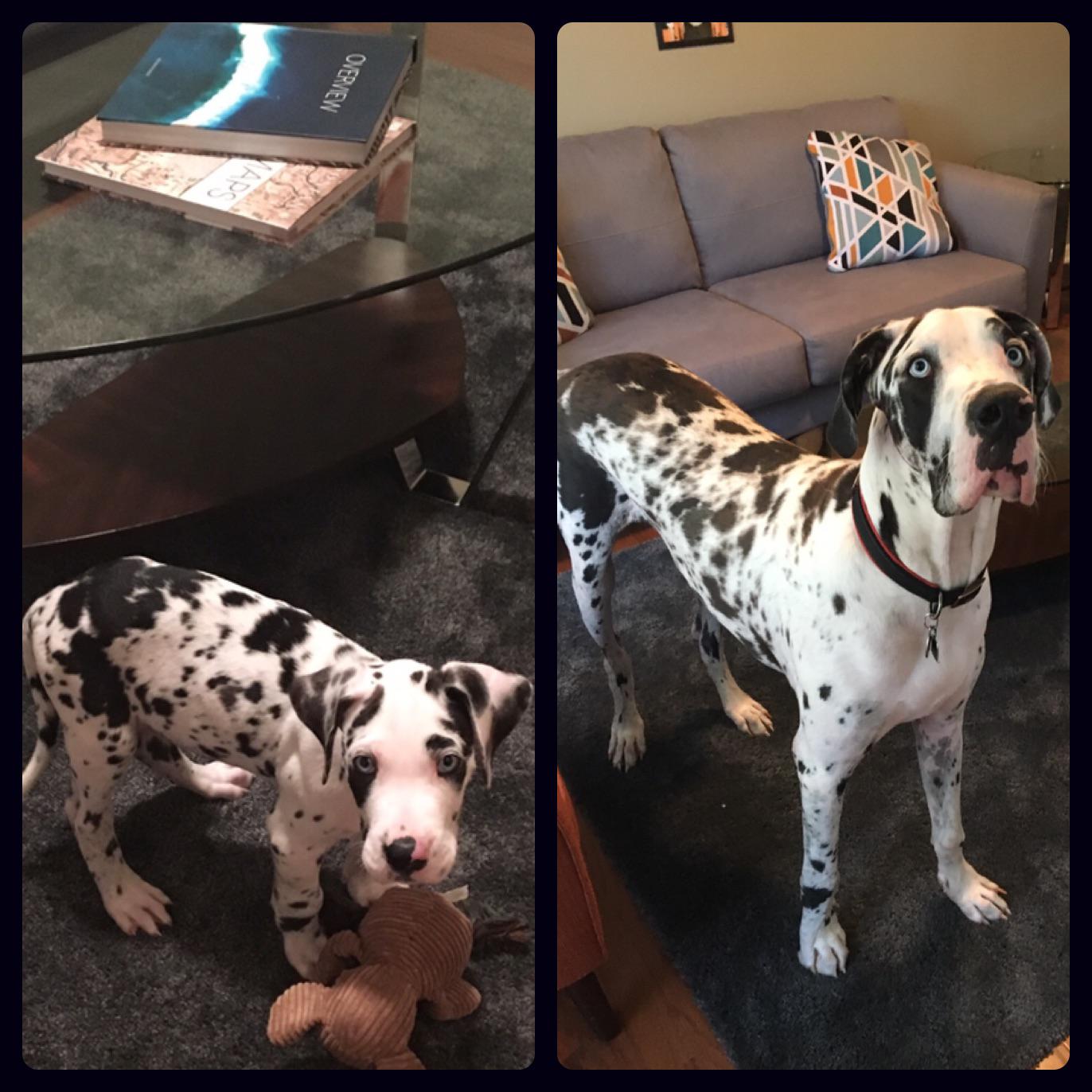 Follow up to his first appearance on Reddit. Enzo is 1 today! | Scrolller