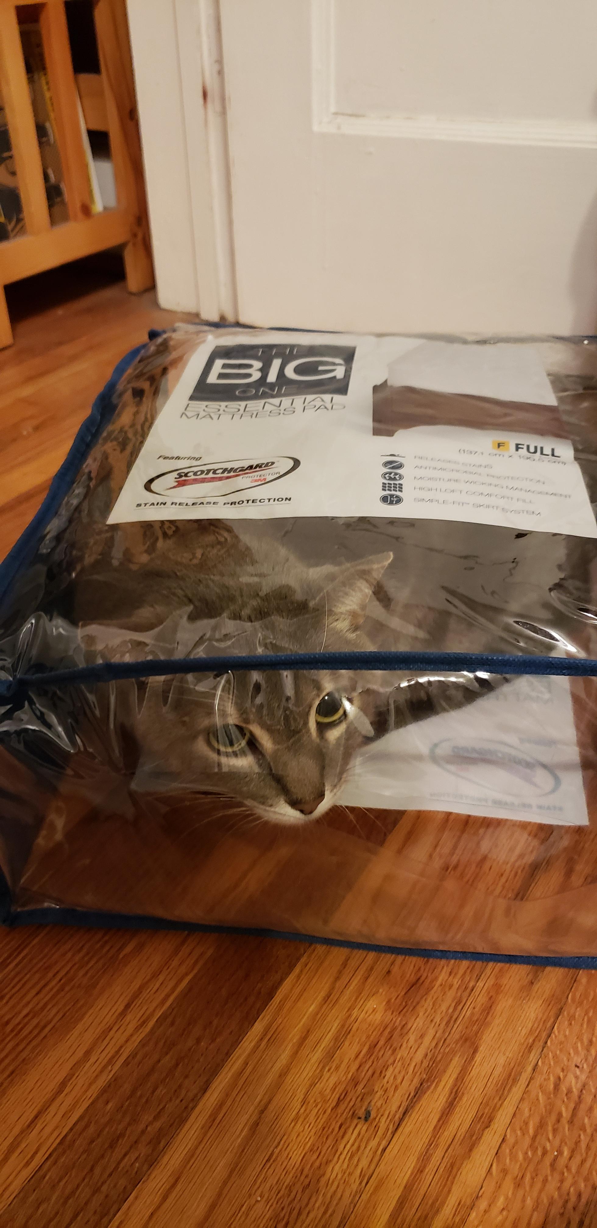 Folly's Curiosity... | Scrolller