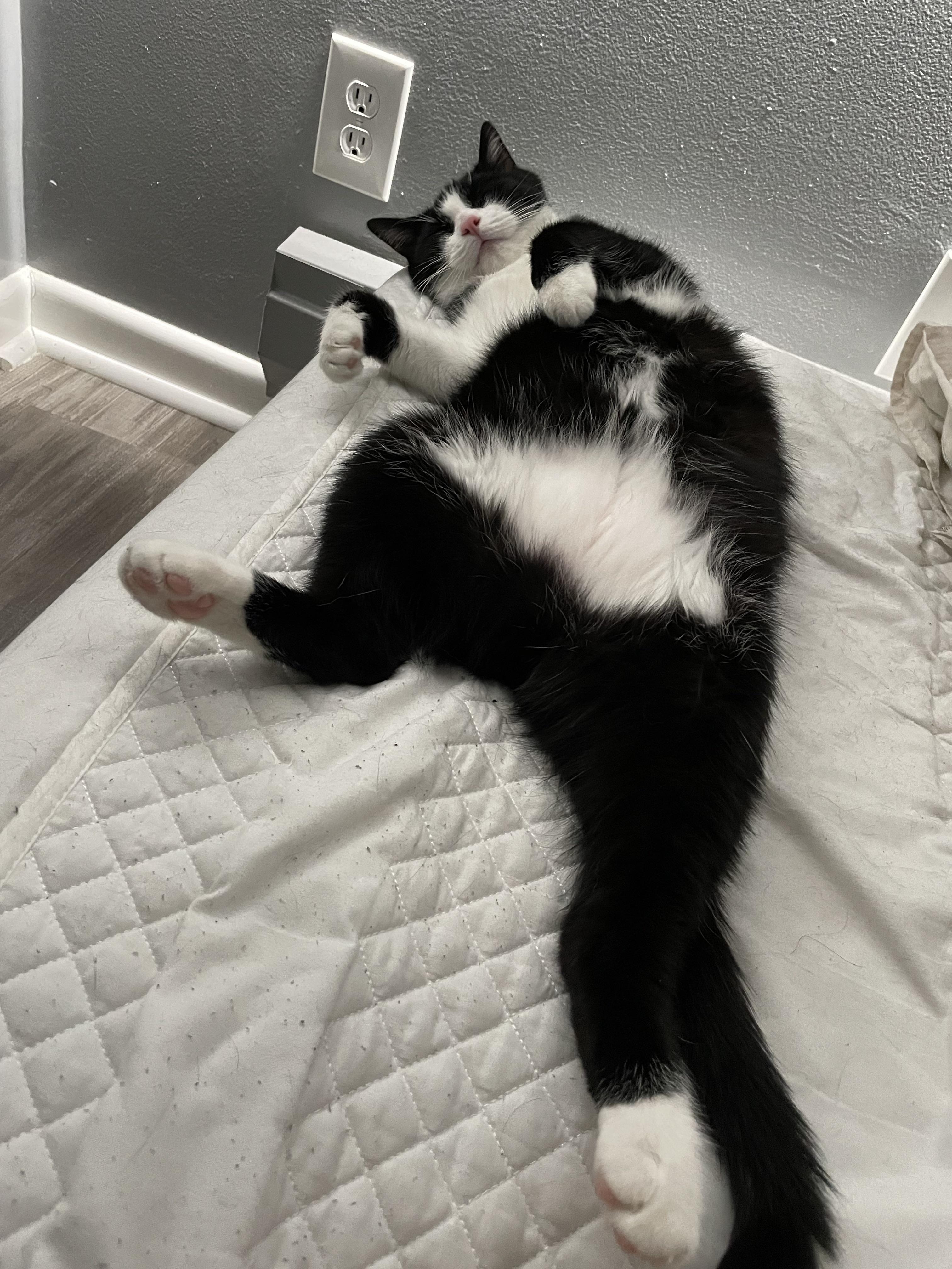 Food coma | Scrolller