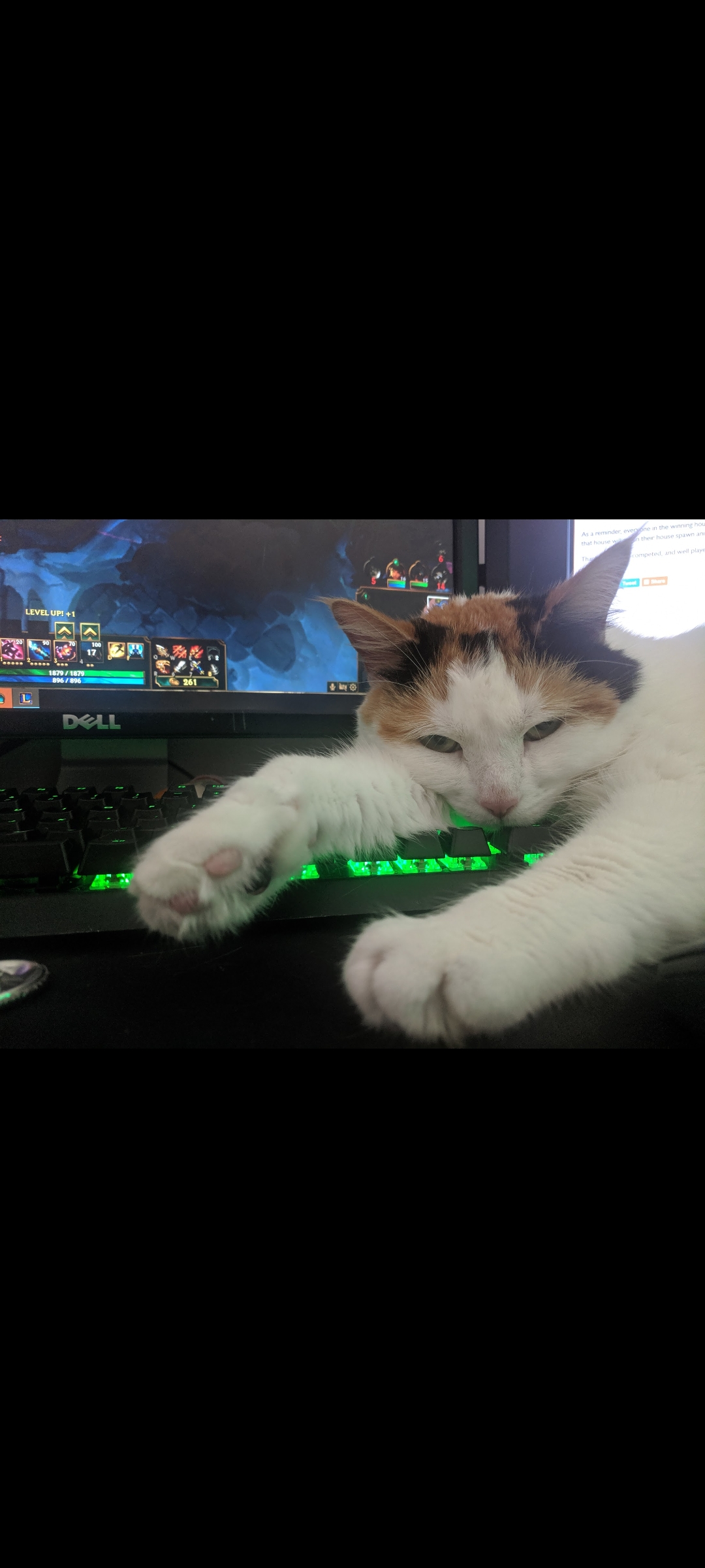 For my first ever post I offer disappointed nugget | Scrolller