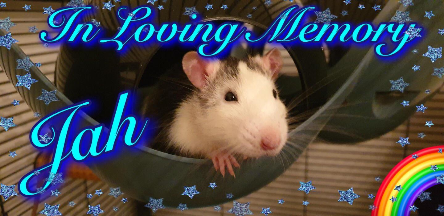 For Primallight87: In loving memory of your special boy Jah, I apologize deeply because I barely ...