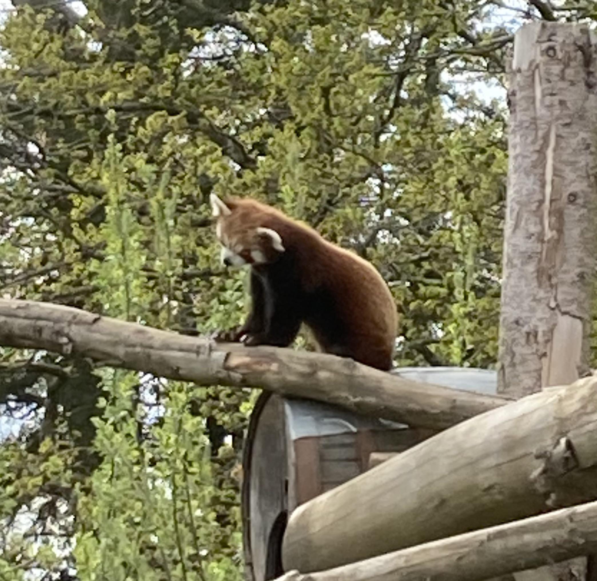 For the panda queen | Scrolller