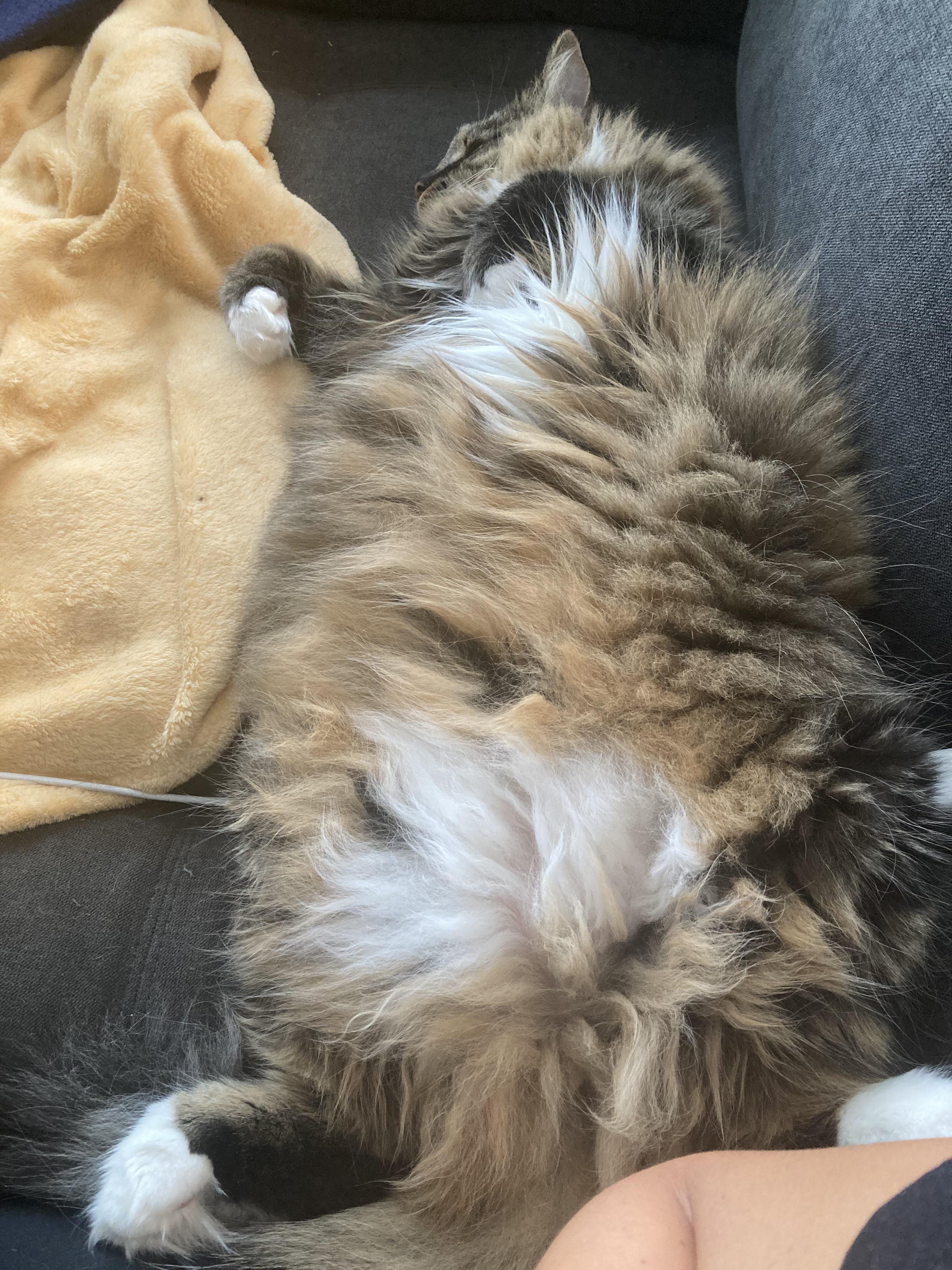 Forbidden fluff | Scrolller