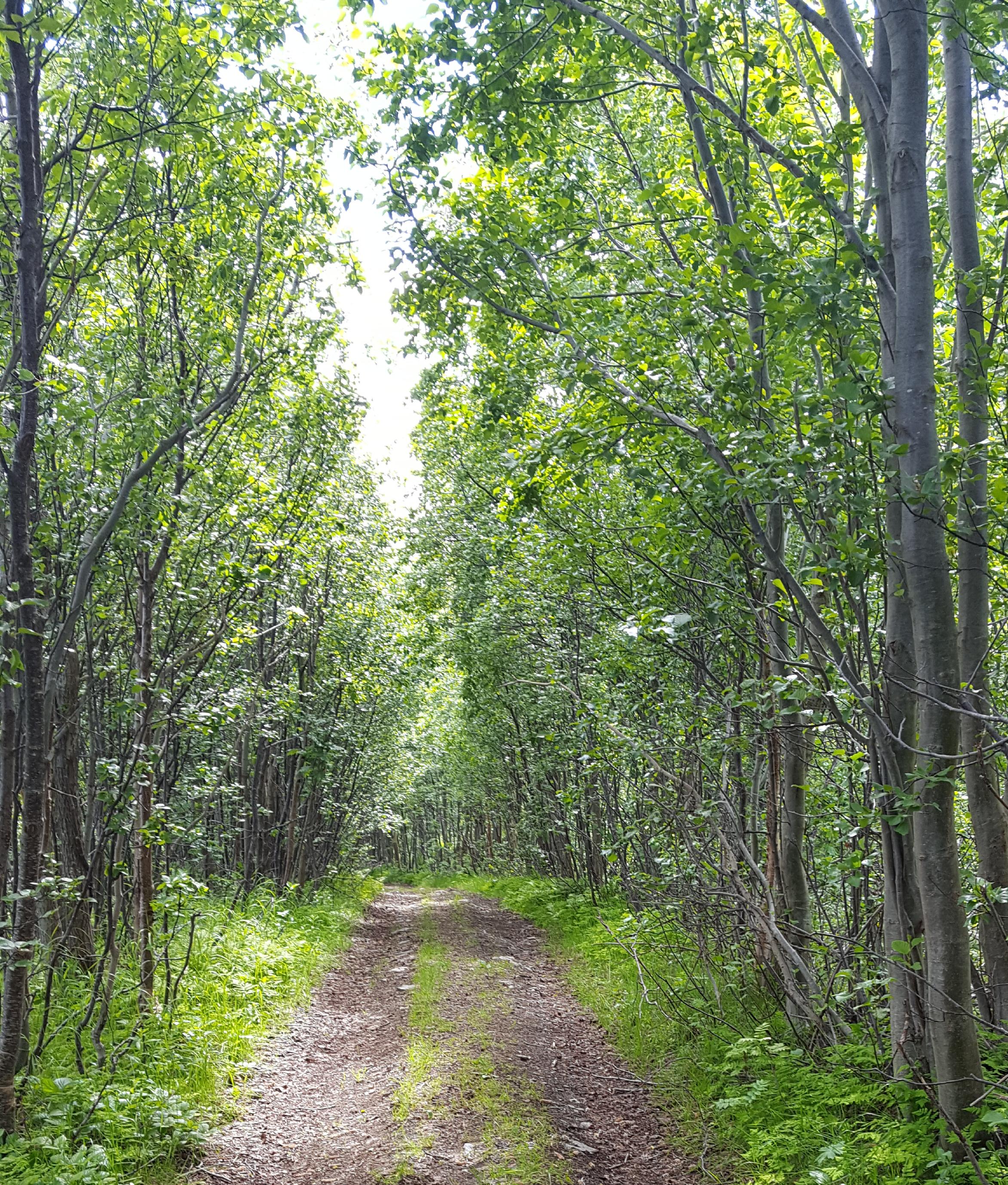 Forest road | Scrolller