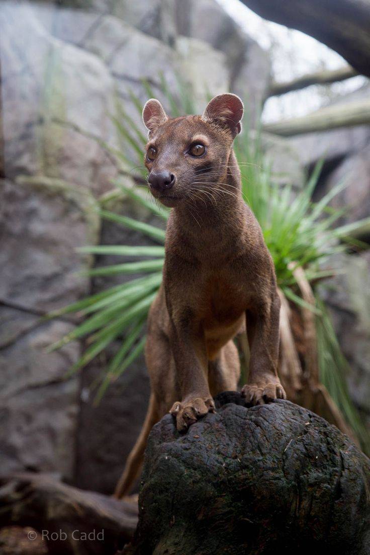 Fossa | Scrolller