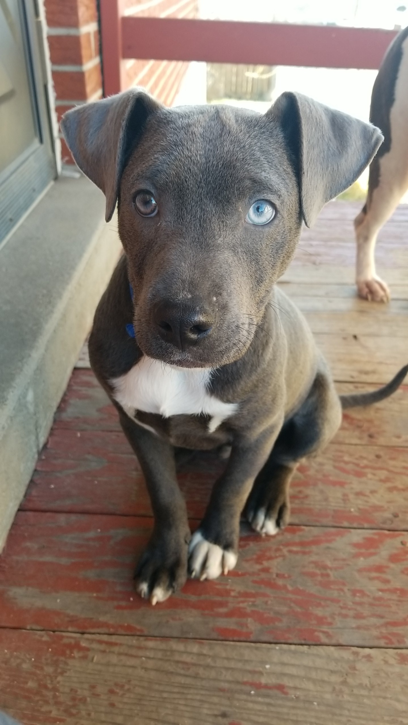 Foster pup sitting pretty | Scrolller