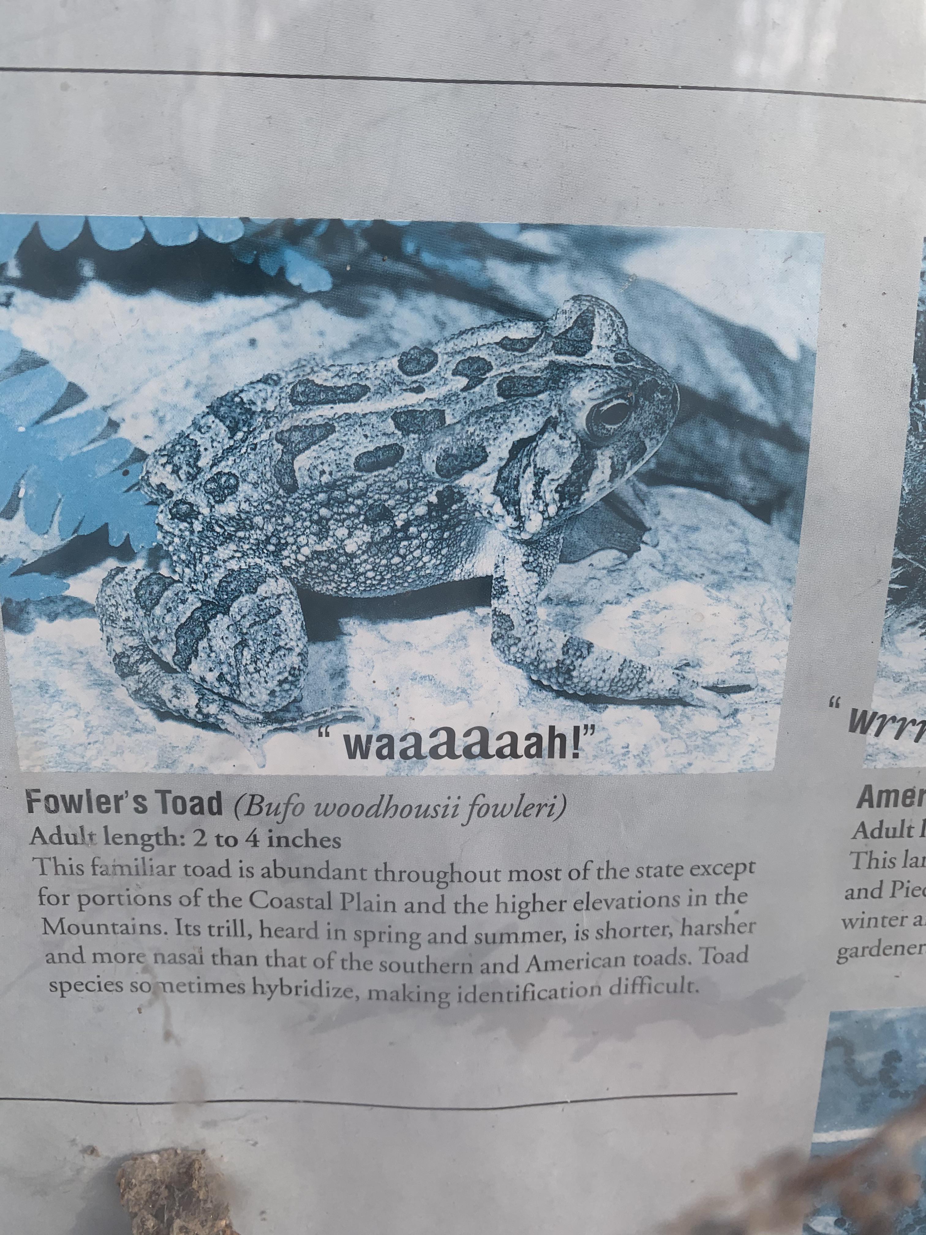 Fowler’s Toad | Scrolller