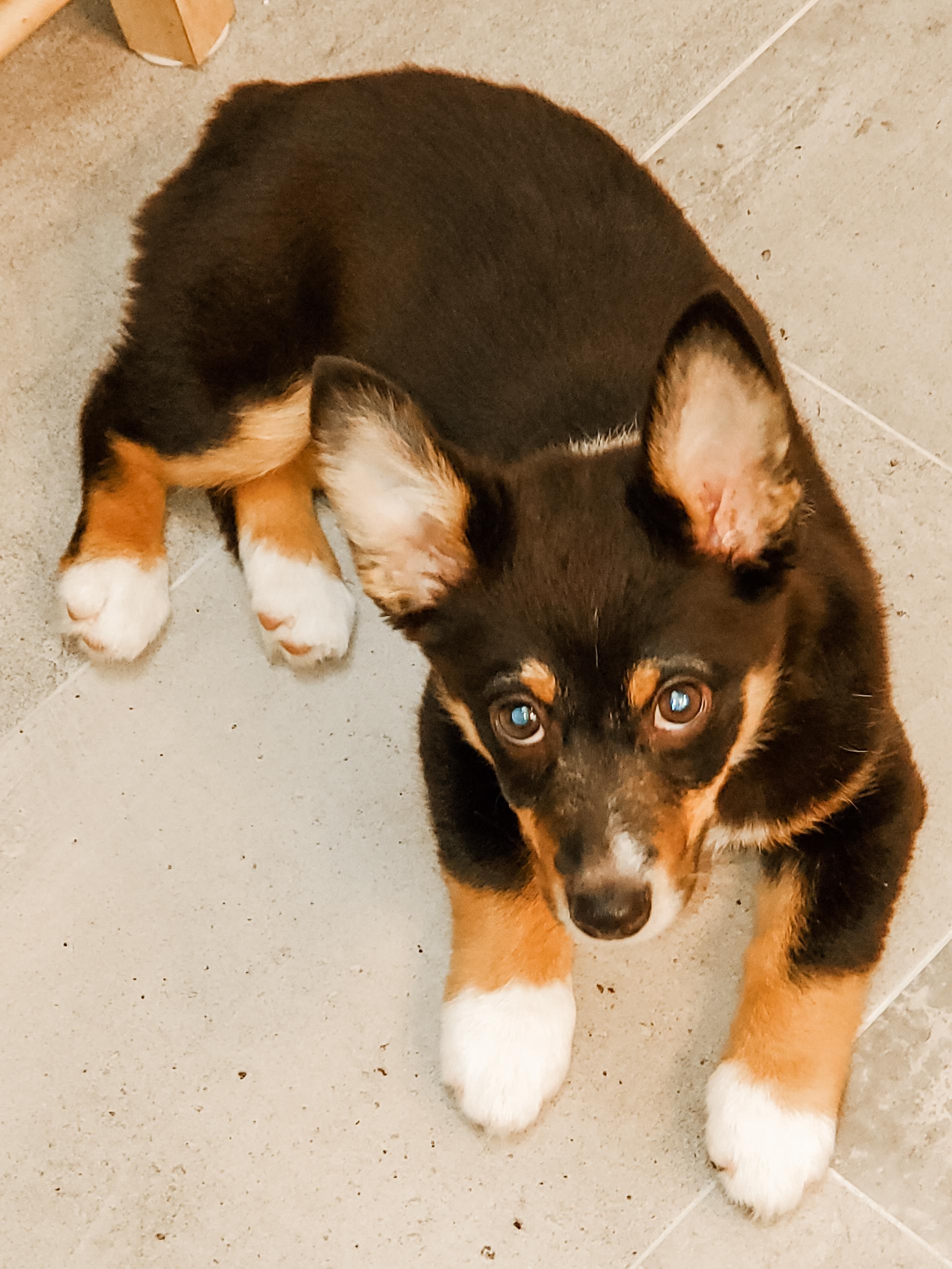 Francolin has grown so much in the 3 weeks we have had him and his ears ...