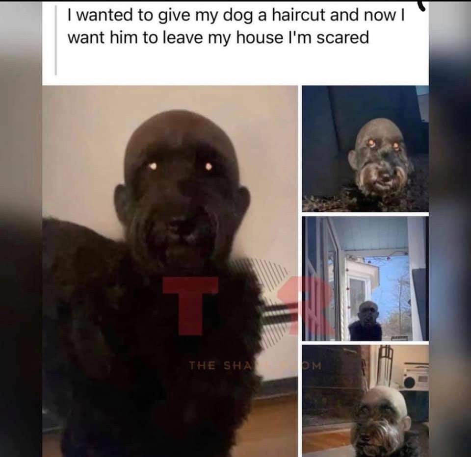 Frankly, I'd be terrified too. | Scrolller