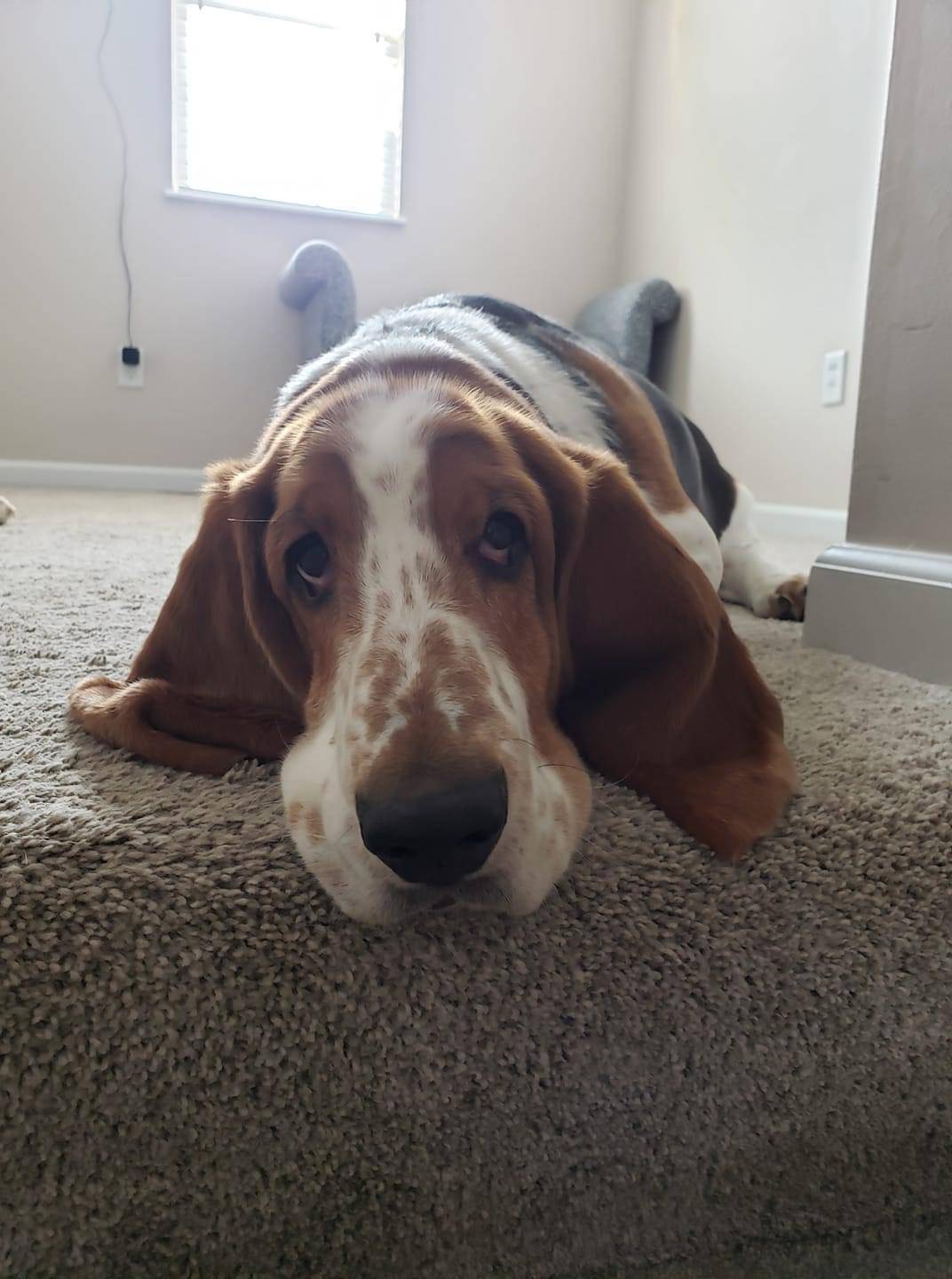 Fred always at the top of the stairs looking down | Scrolller