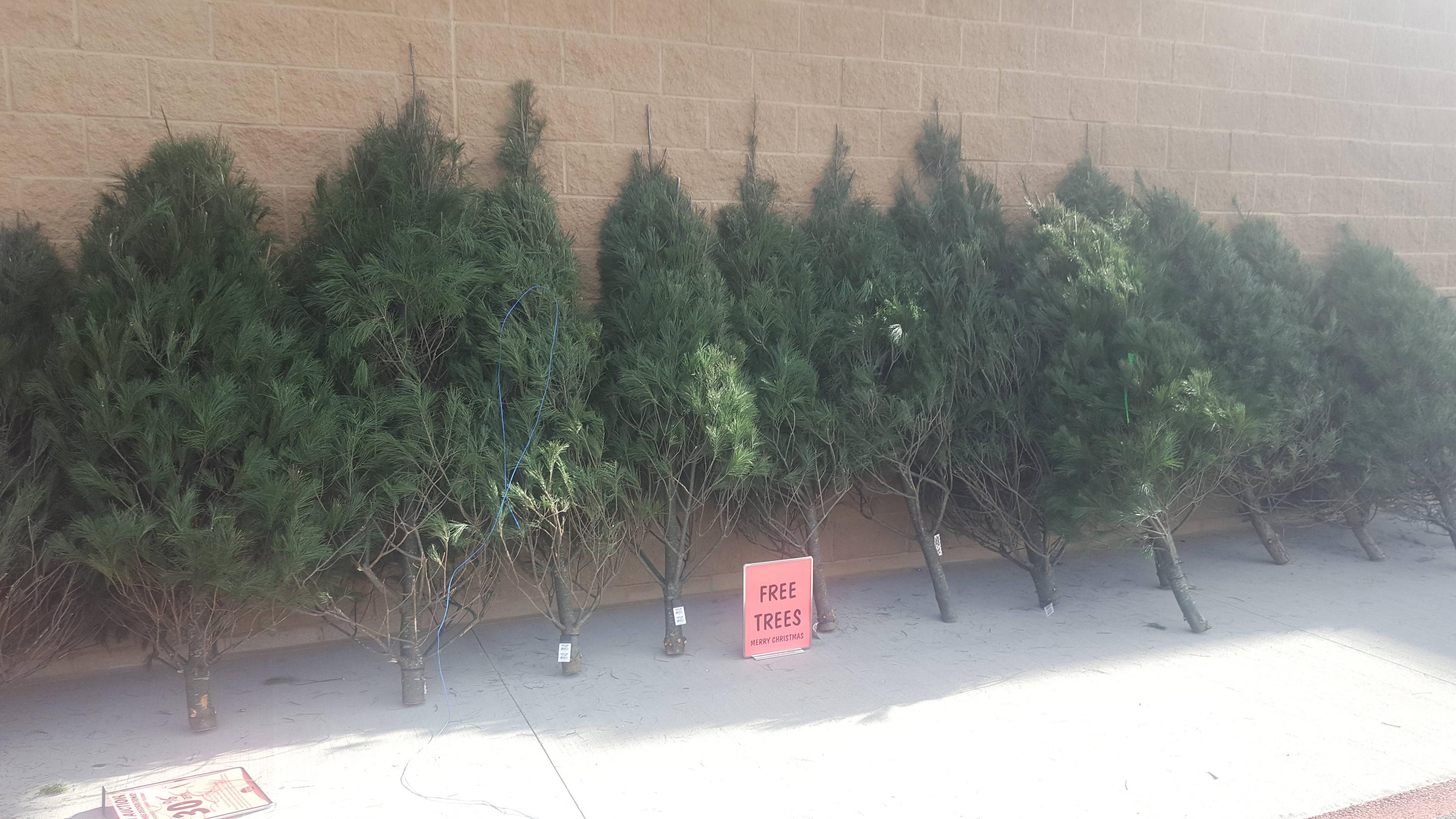 Free Christmas Trees at Menards. | Scrolller