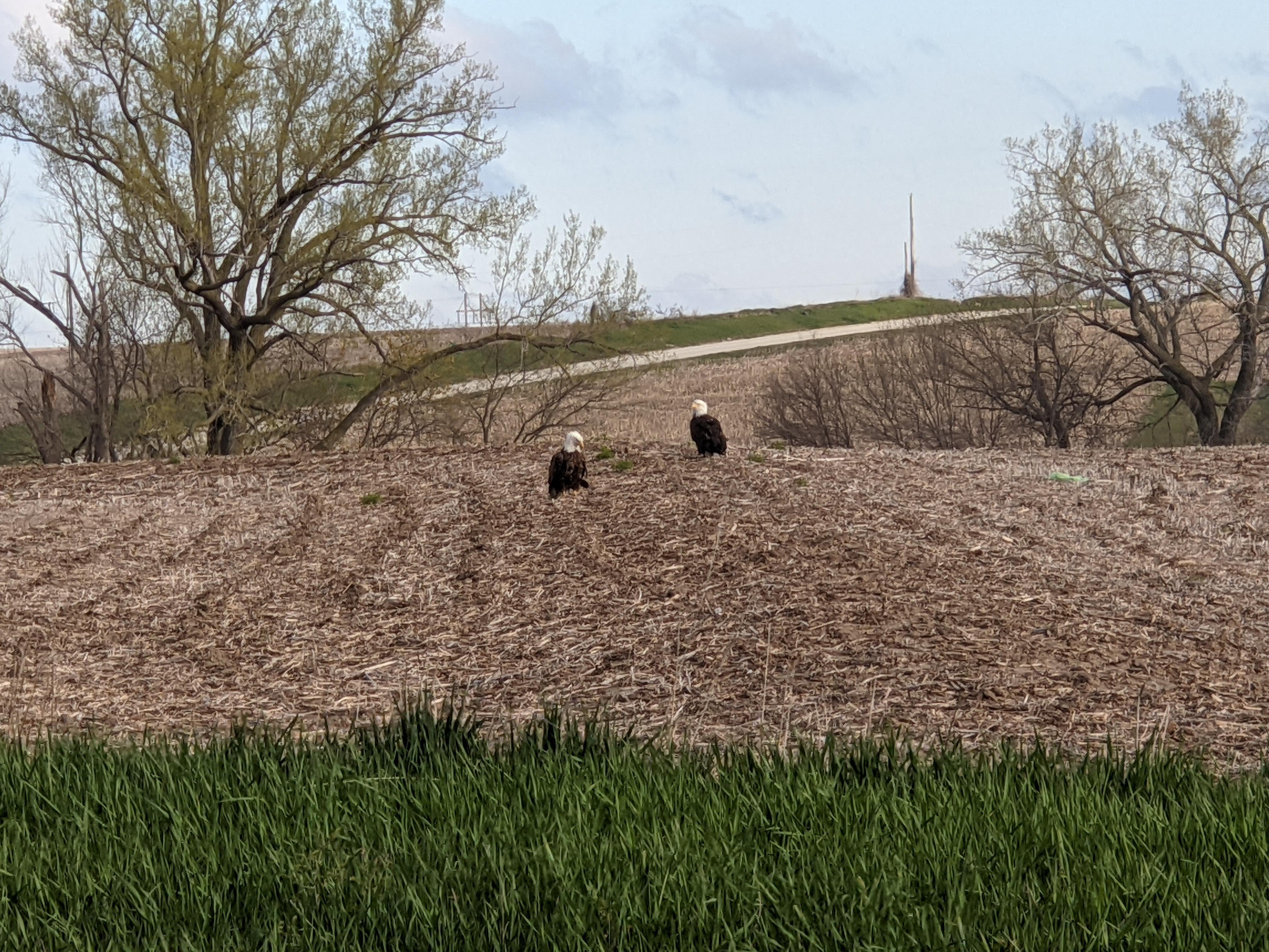 🔥 freedom chickens | Scrolller