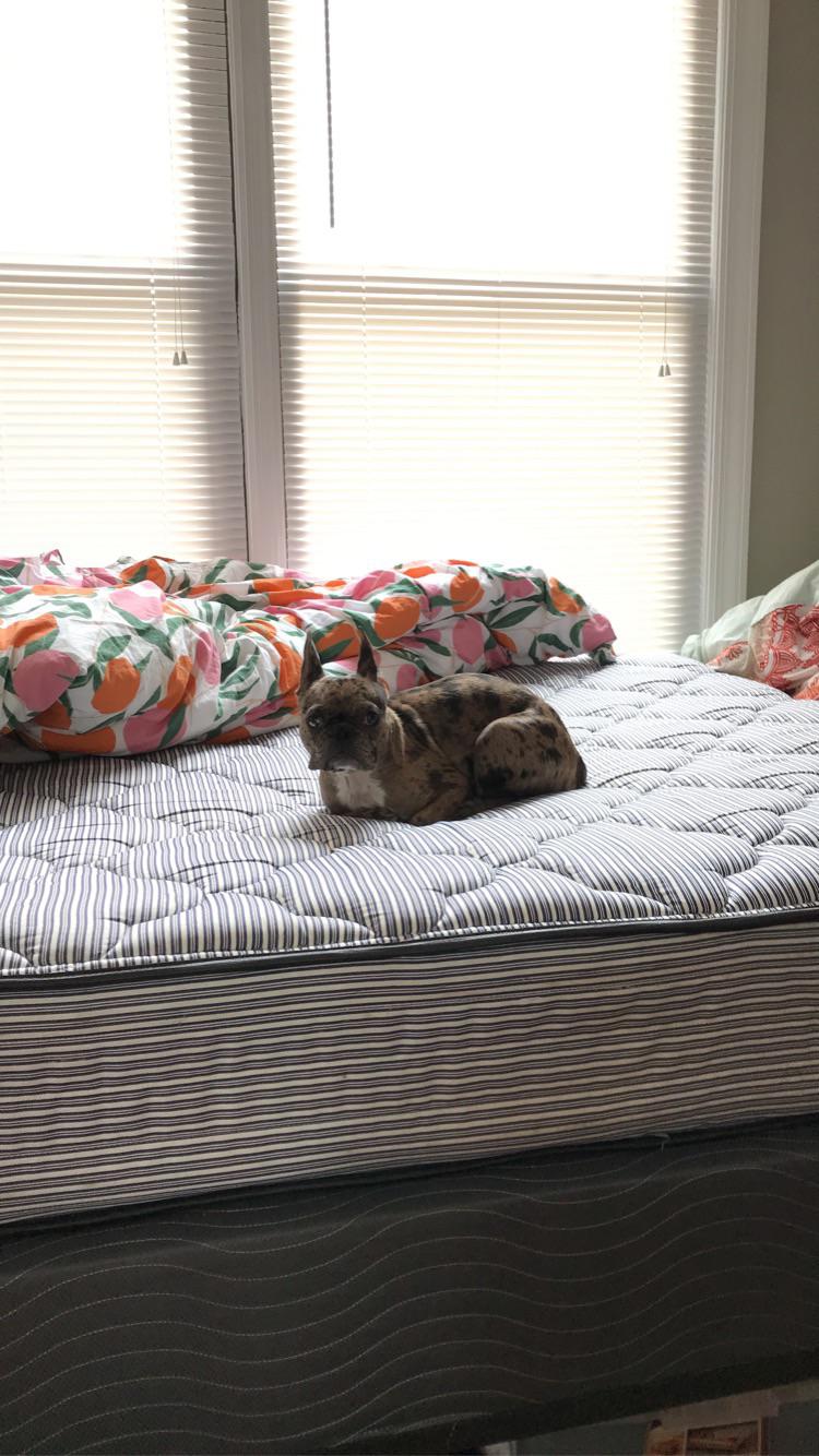 Frenchton loaf | Scrolller