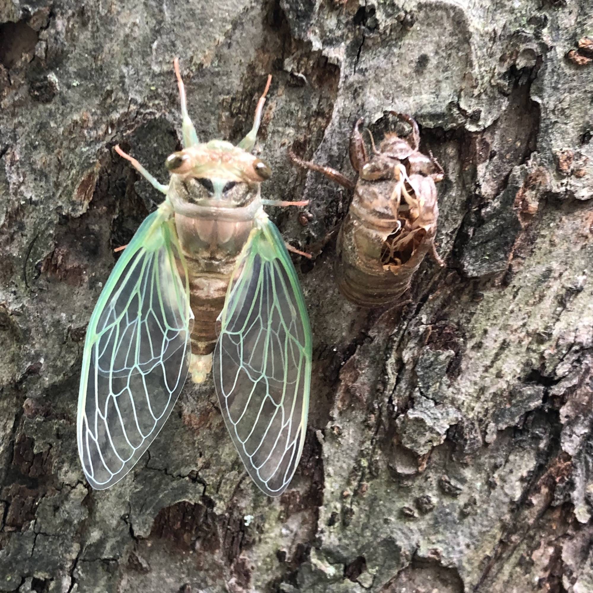 🔥 Freshly emerged cicada next to its old shell. | Scrolller