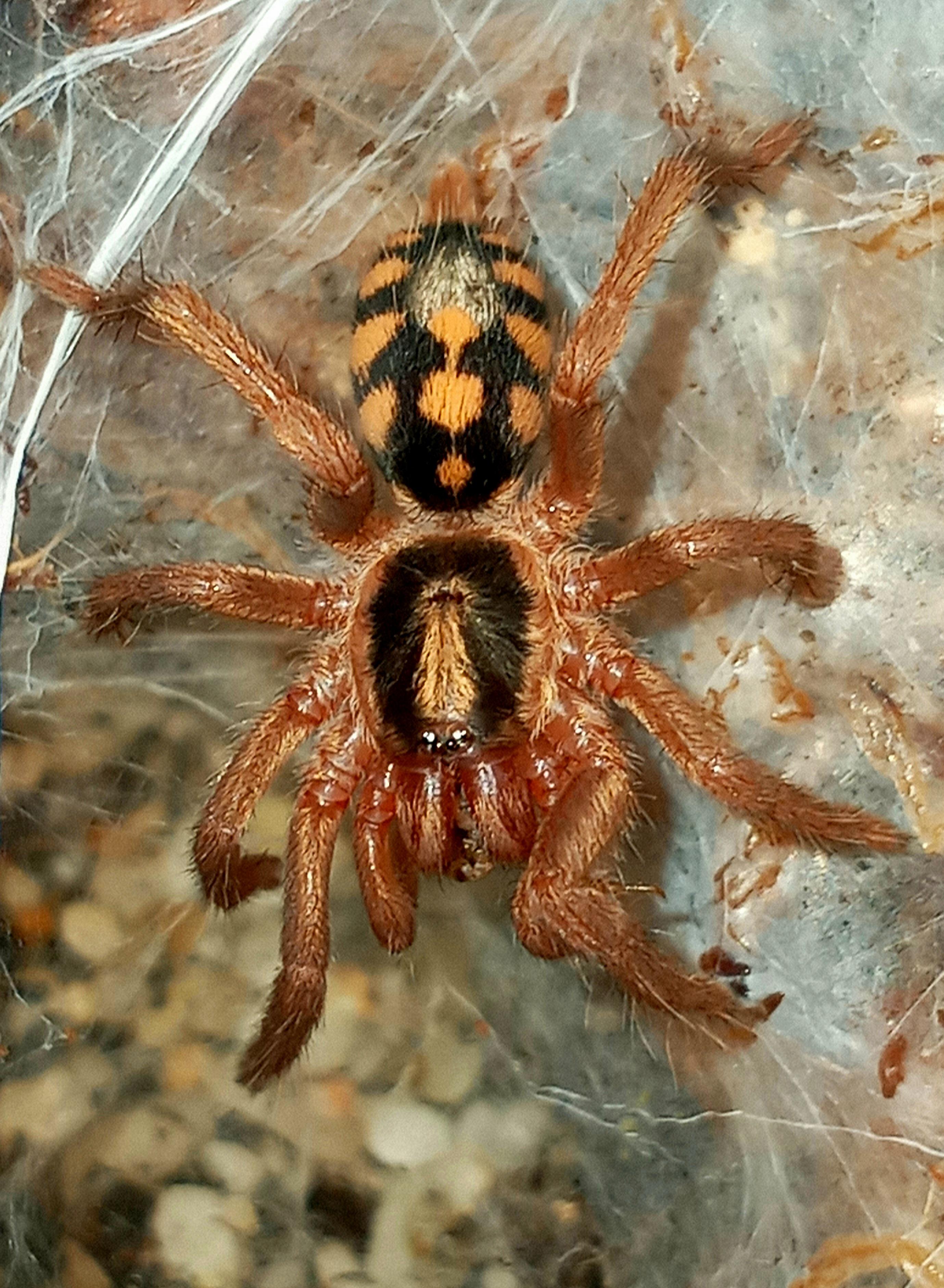 Freshly molted Pumkin Patch tarantula! (Hapolopus sp.Colombia) | Scrolller