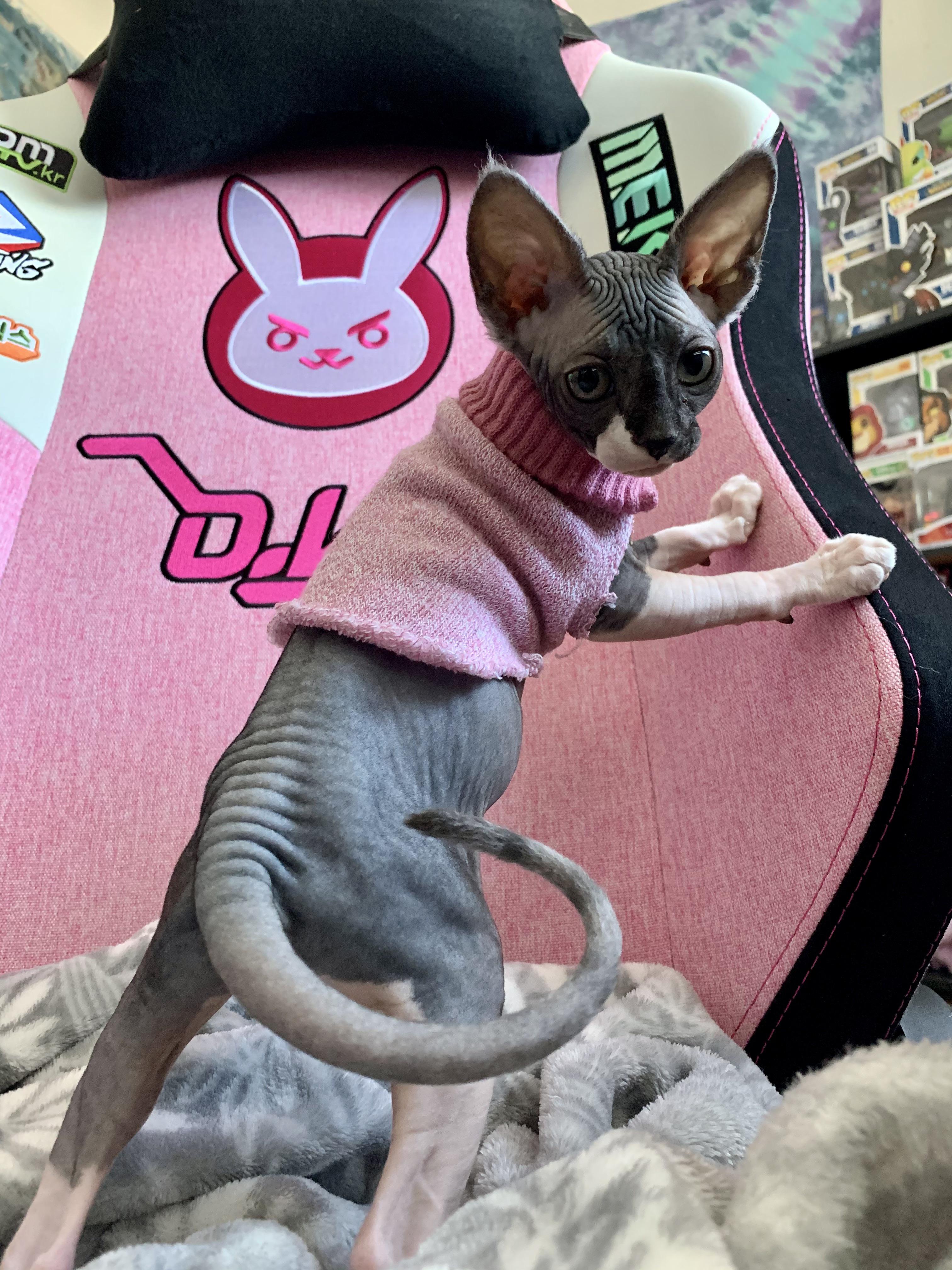 Freya showing off her back rolls! | Scrolller