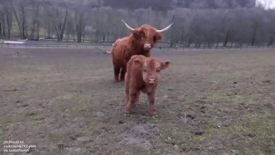 Friendly Highland cattle | Scrolller