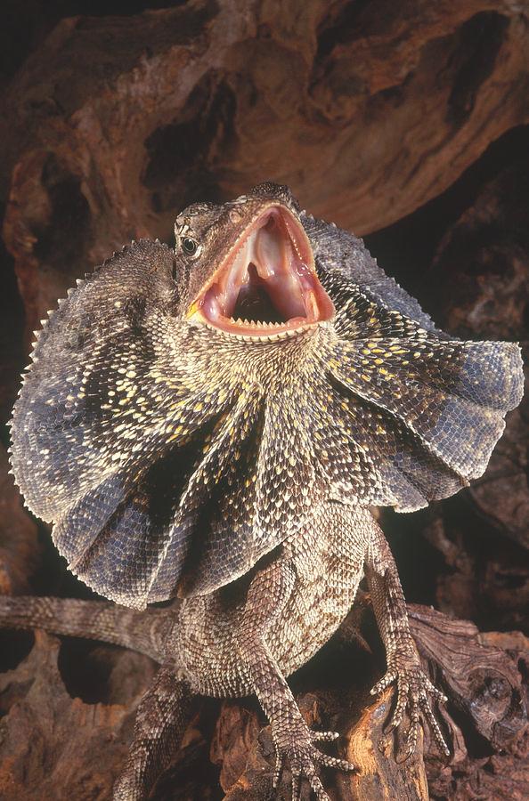 Frilled Lizard. | Scrolller