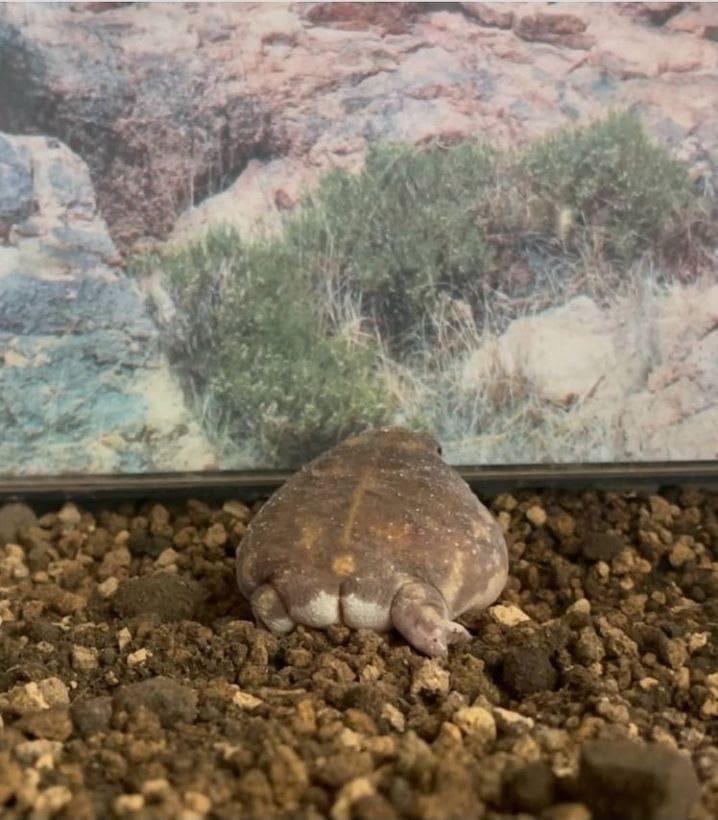 Frog butt | Scrolller