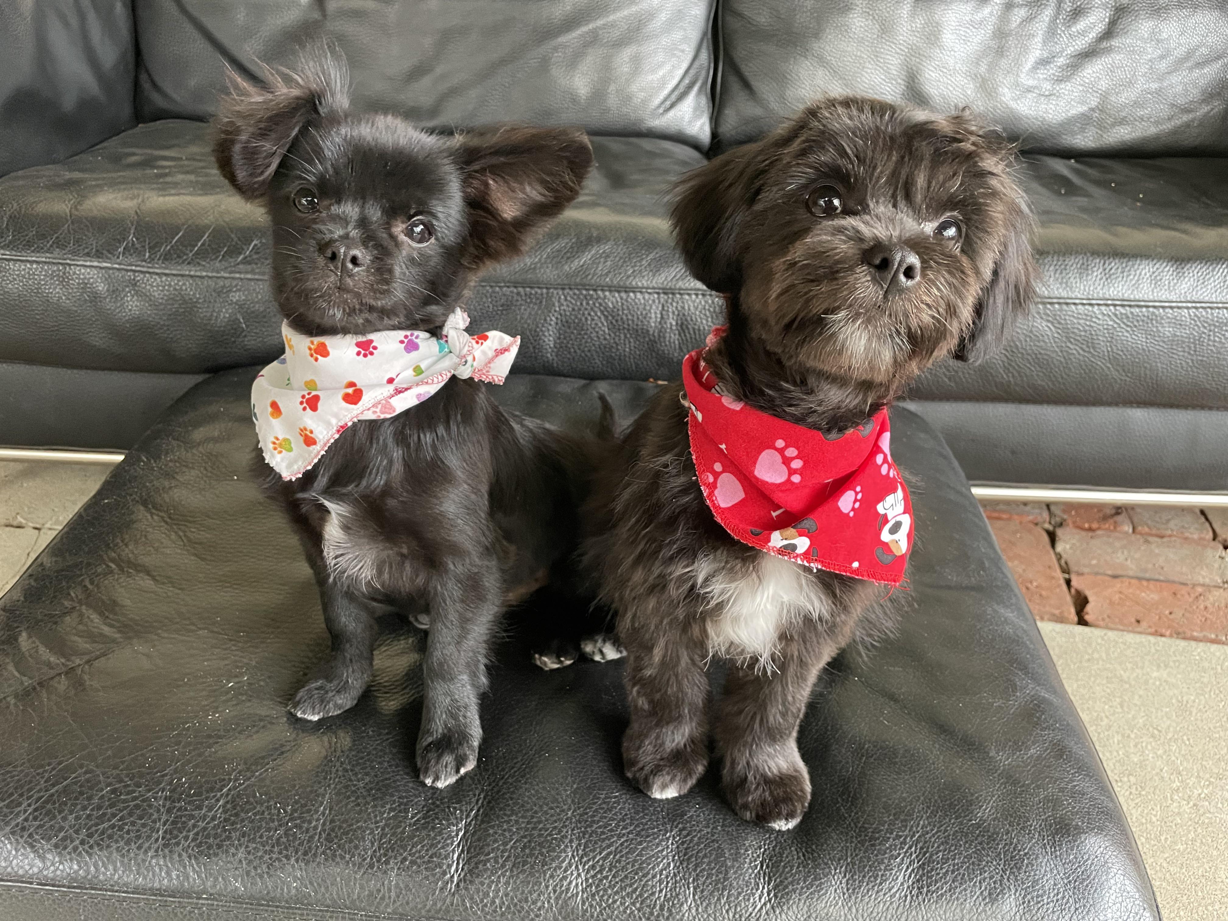 From their mini photo shoot after their grooming today. | Scrolller