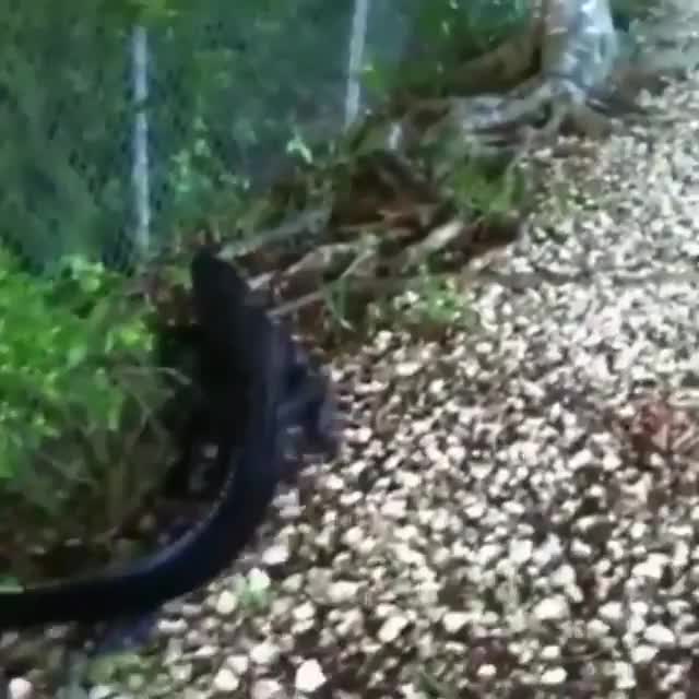 Full alligator | Scrolller