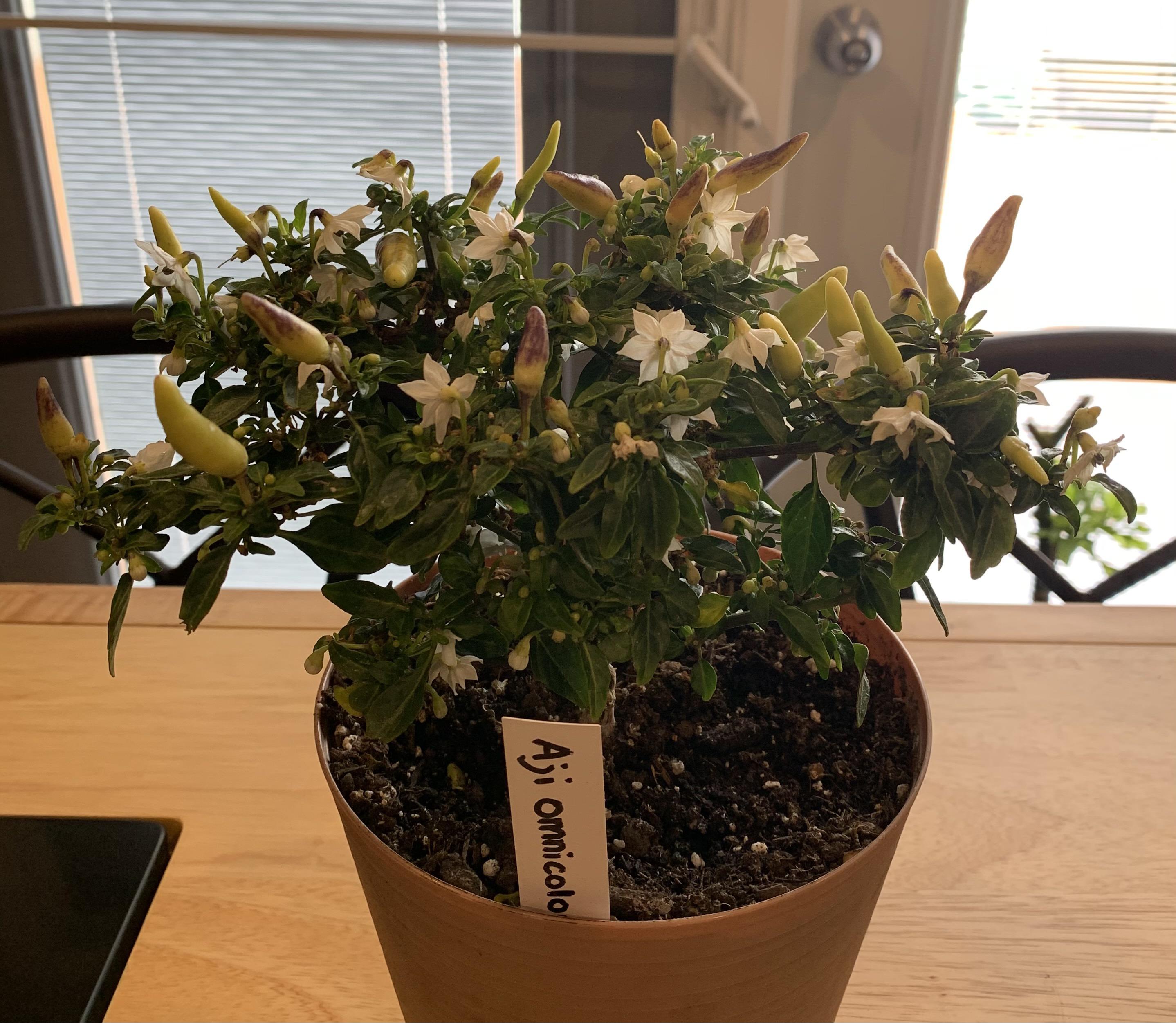 Full bloom🌼 | Scrolller