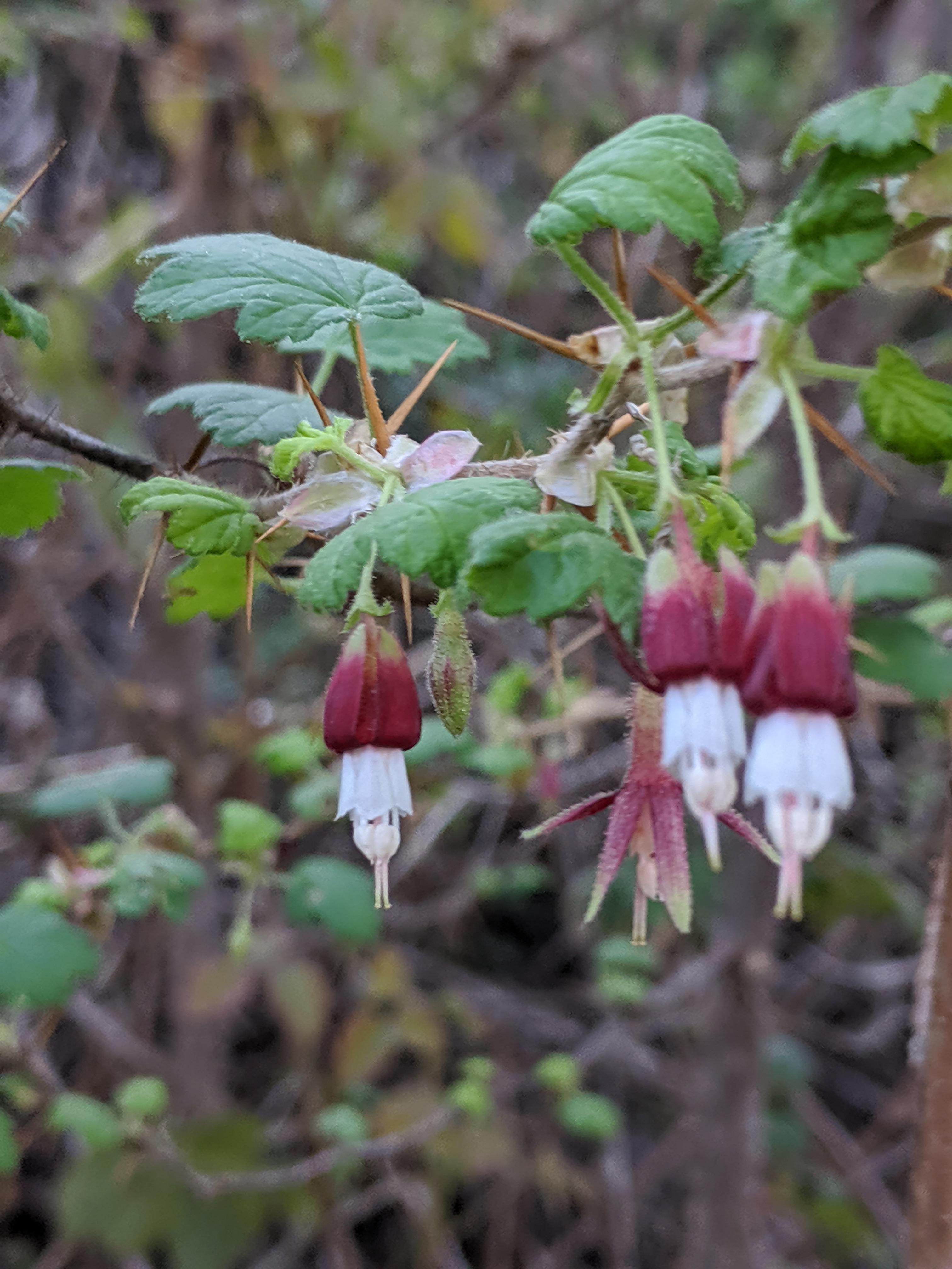 full frontal with Ribes menzesium. | Scrolller