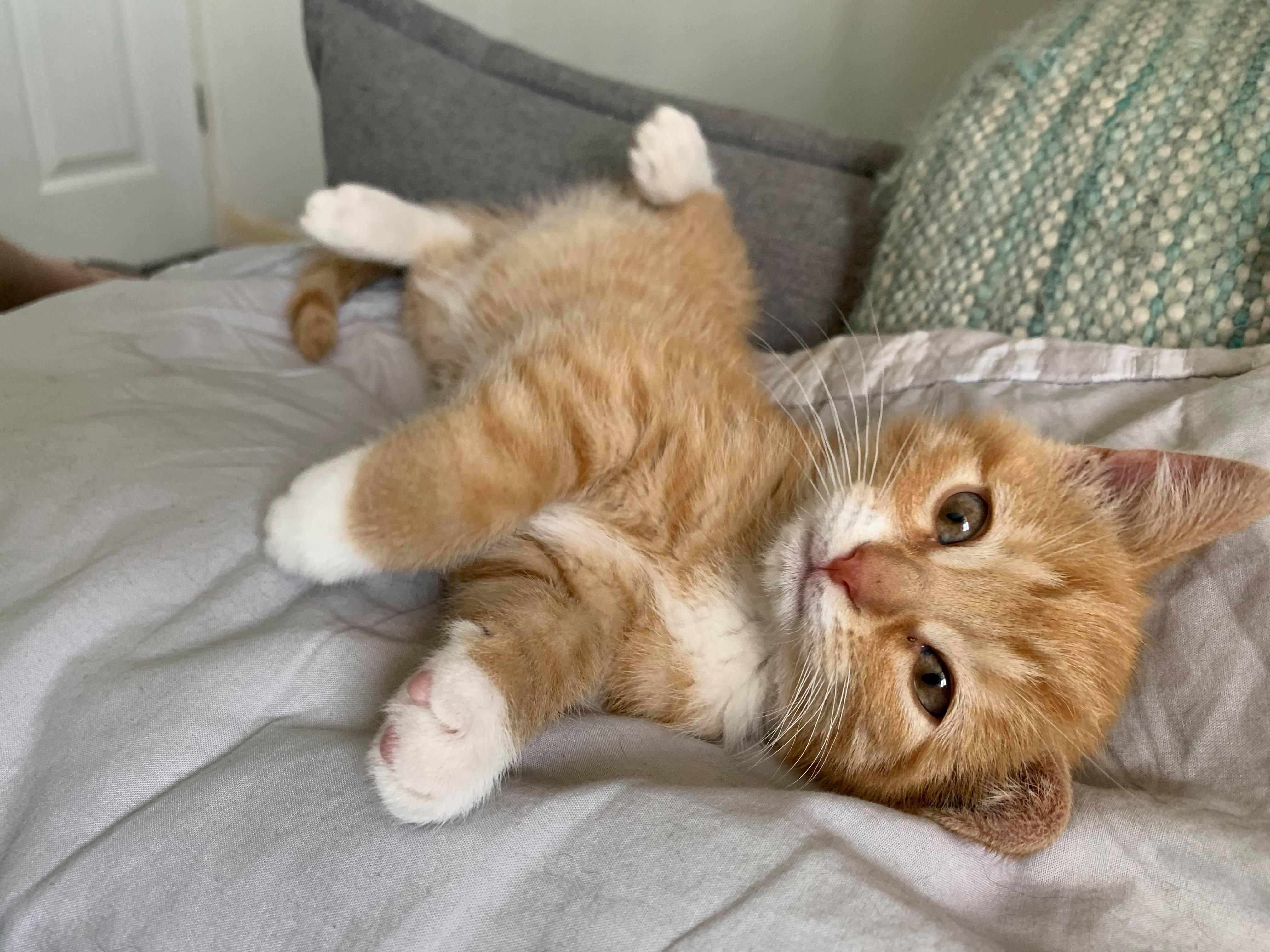 Full purrs | Scrolller