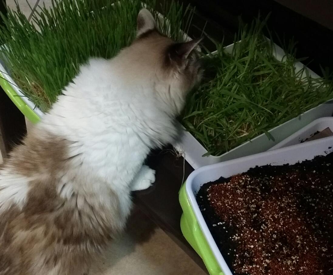 Fun with sprouts #4: barley | Scrolller