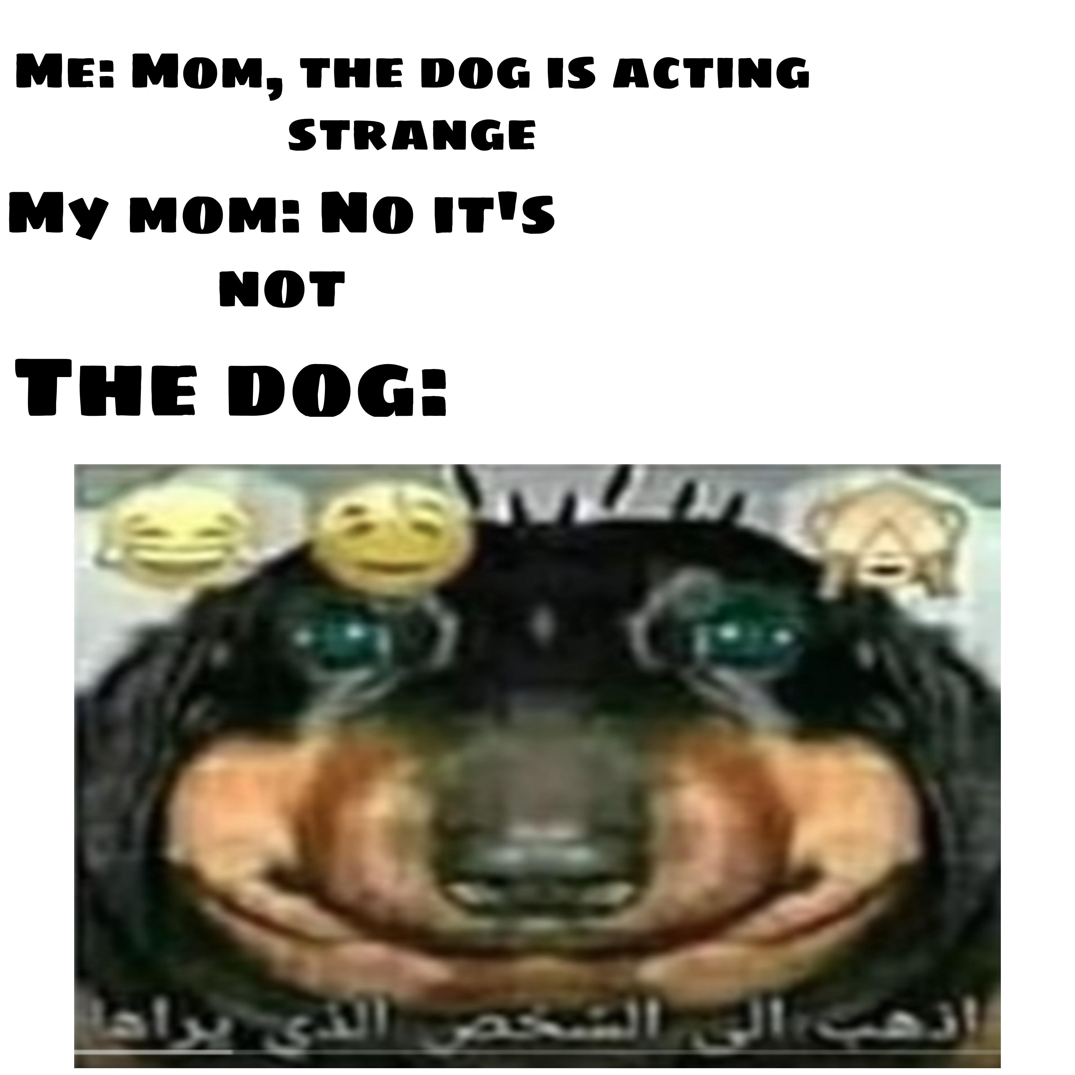 Funny Arab dog halal 🤣🤣🤣 | Scrolller
