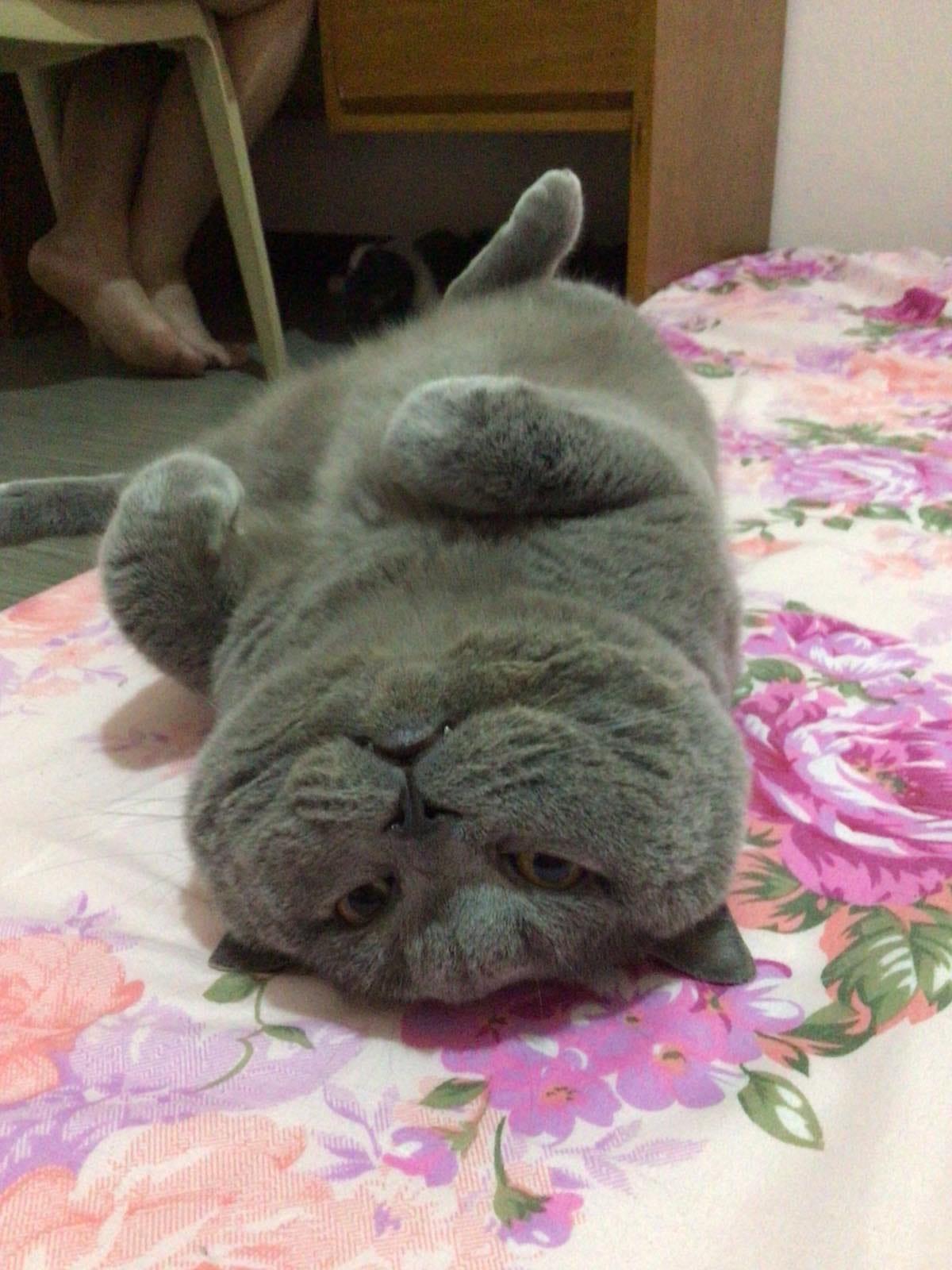 Funny boy | Scrolller